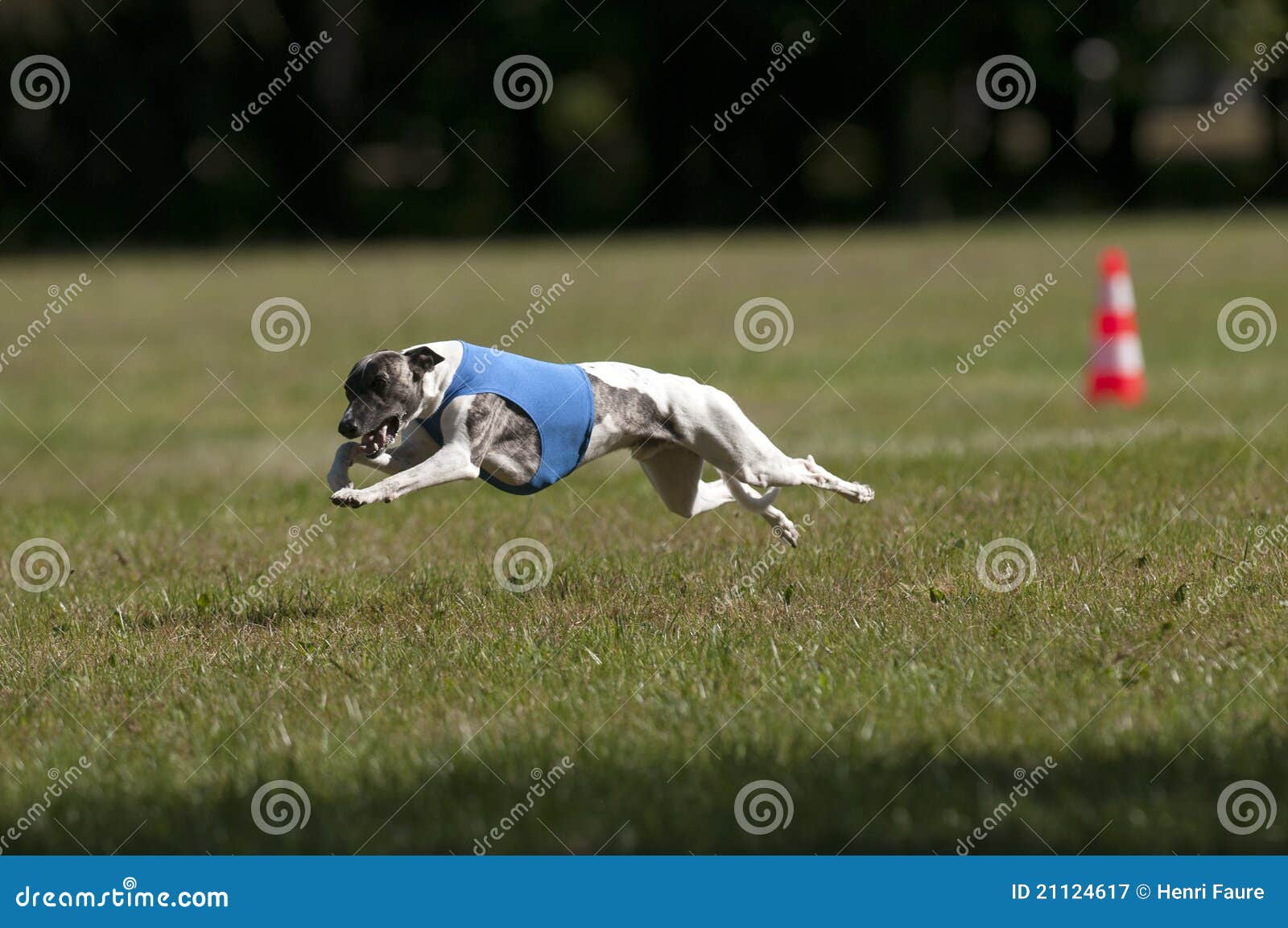 Whippet coursing stock image. Image of mammal, competition - 21124617