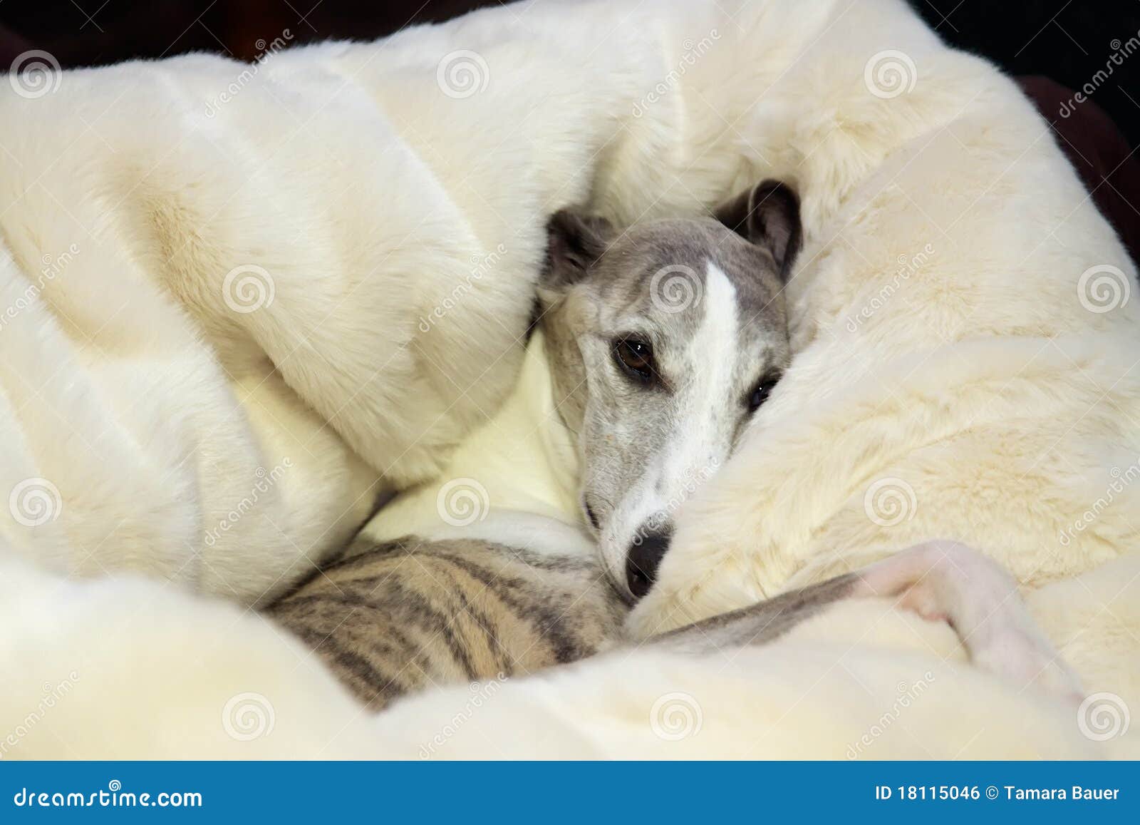 Whippet di Snuggly fotografia stock. Immagine di adorabile - 18115046