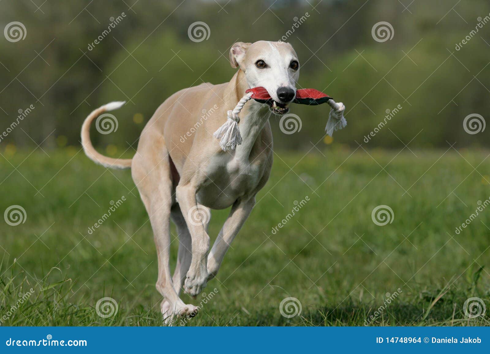 Whippet dog stock photo. Image of attentive, fauna, interested - 14748964