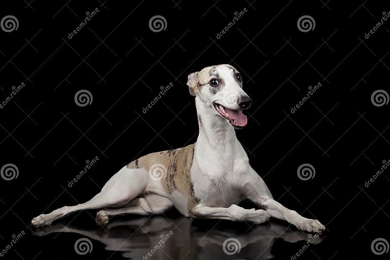Whippet dog stock image. Image of funny, miniature, goofy - 32946985