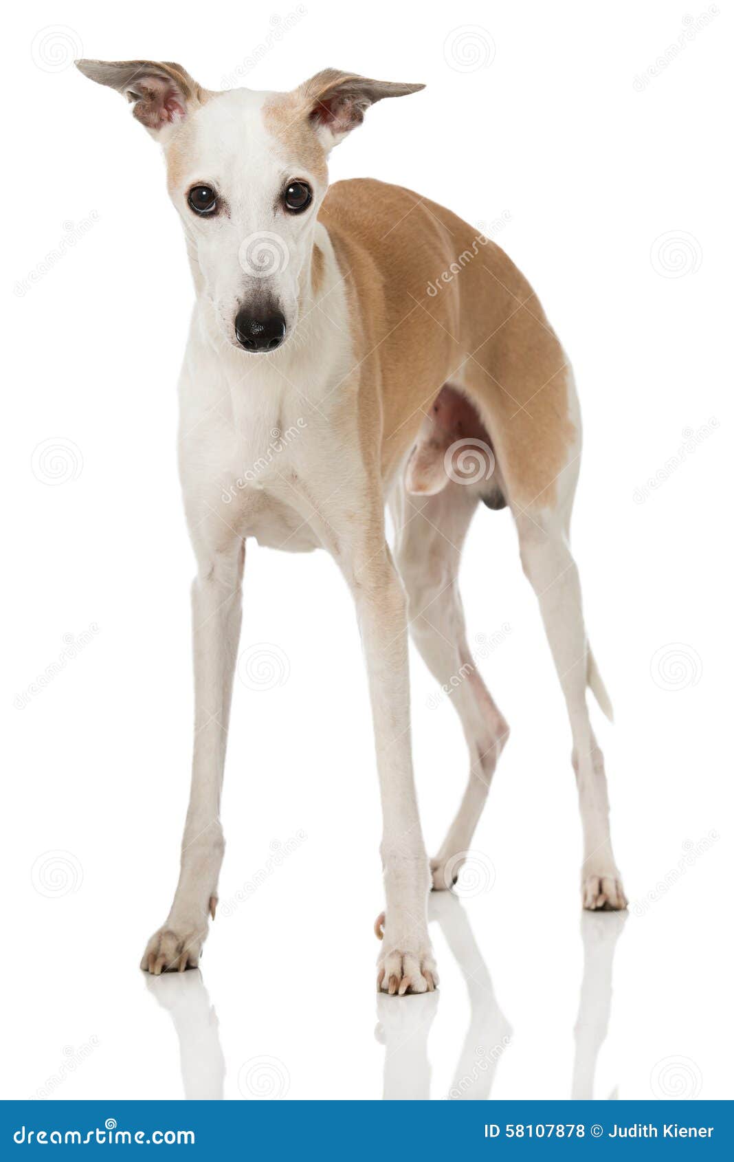 Whippet stock photo. Image of standing, whippet, animal - 58107878