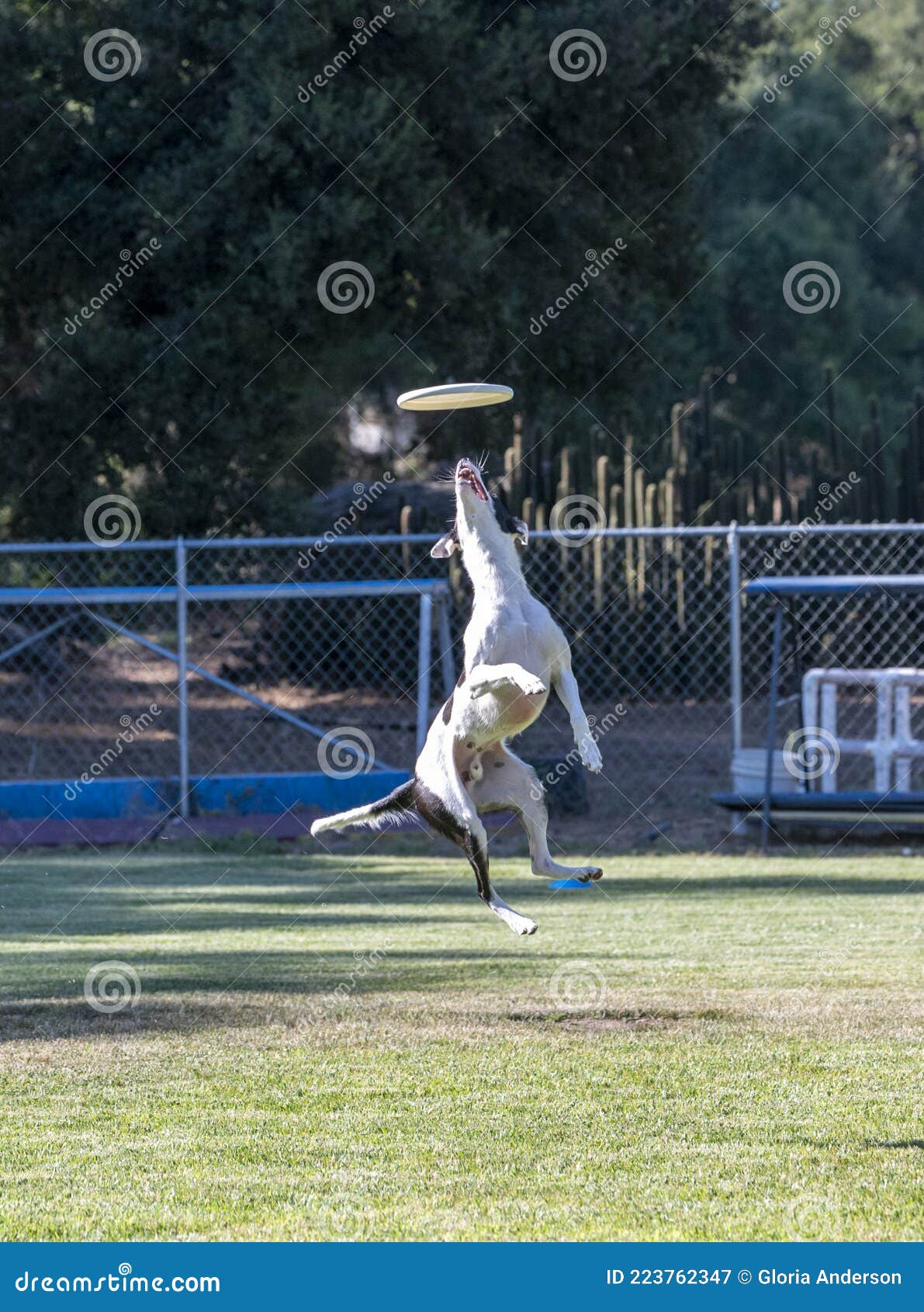Whippet Dog Jumping in the Air for a Disc Stock Image - Image of white ...