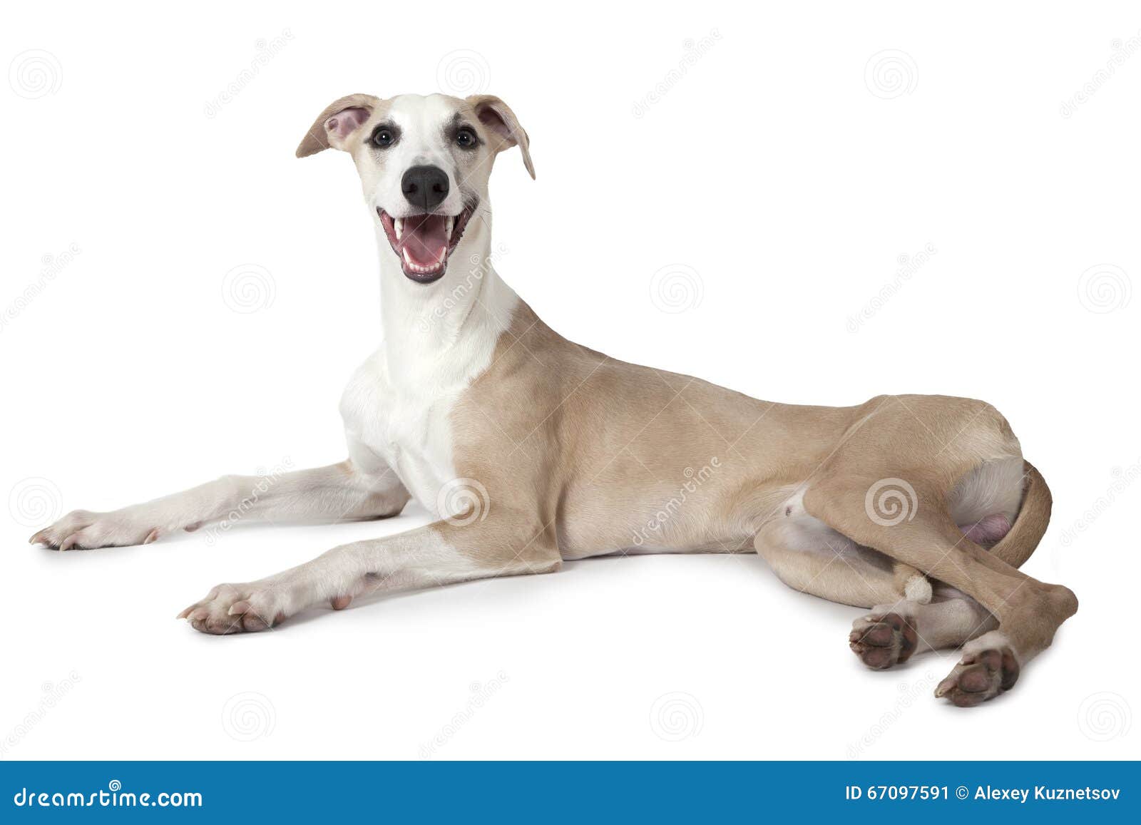 The Whippet Dog Lying Over White Stock Image - Image of cute, white ...