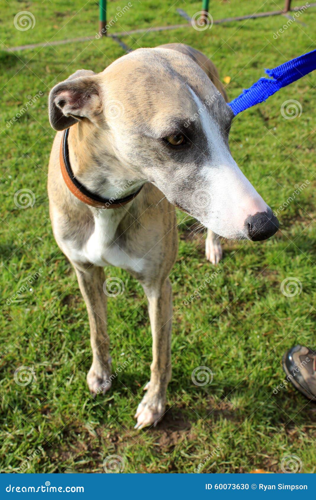 Whippet Cross (Lurcher) Royalty-Free Stock Image | CartoonDealer.com ...