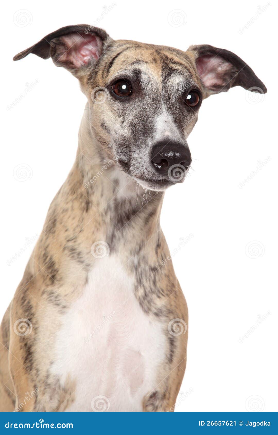 Whippet Dog Portrait on a White Background Stock Image - Image of brown ...