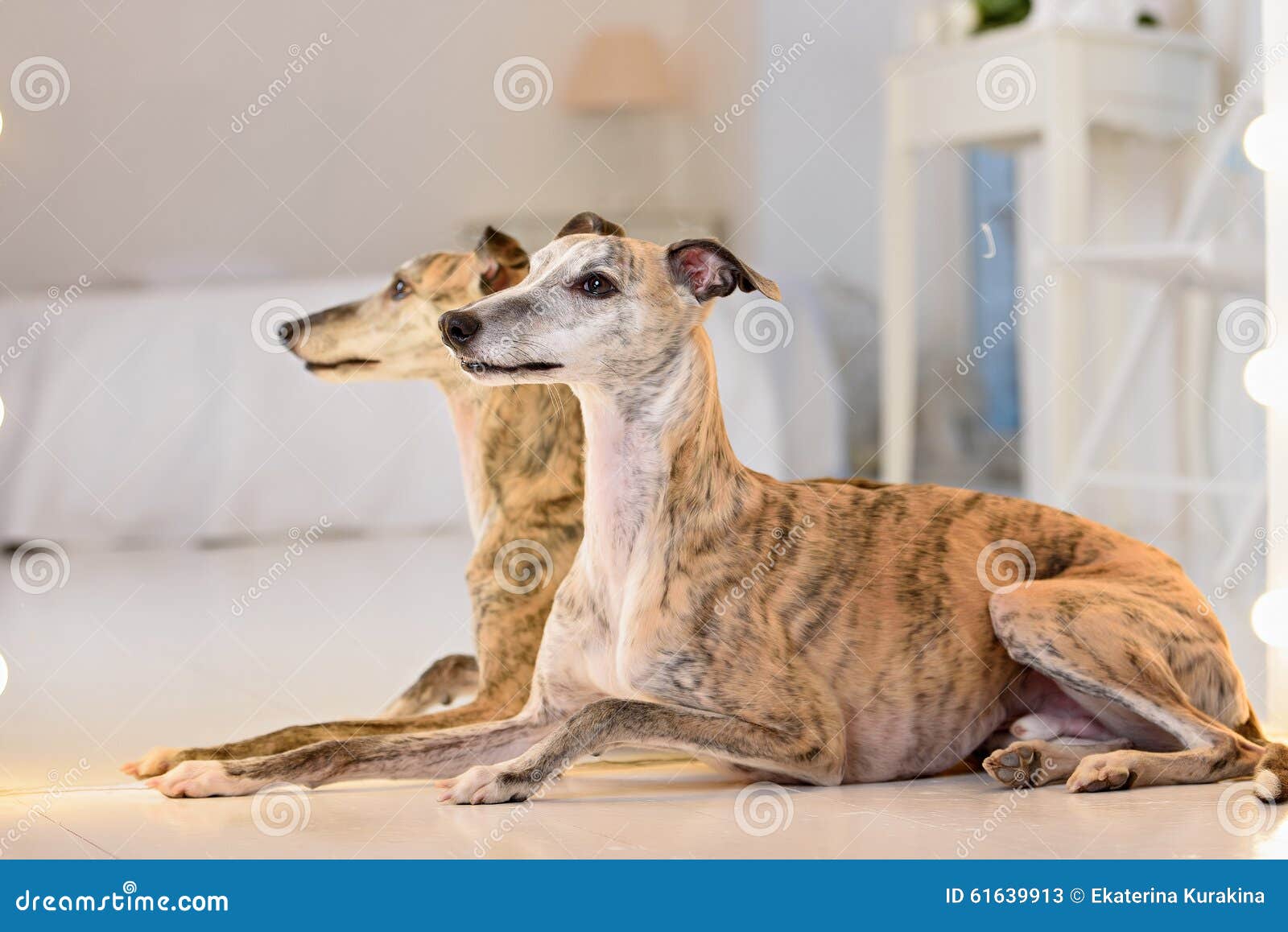 Whippet dog Portrait stock image. Image of animal, emotion - 61639913