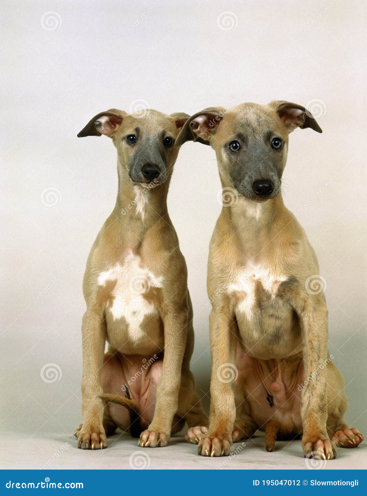 Whippet Dog, Pup Sitting Against White Background Stock Photo - Image ...