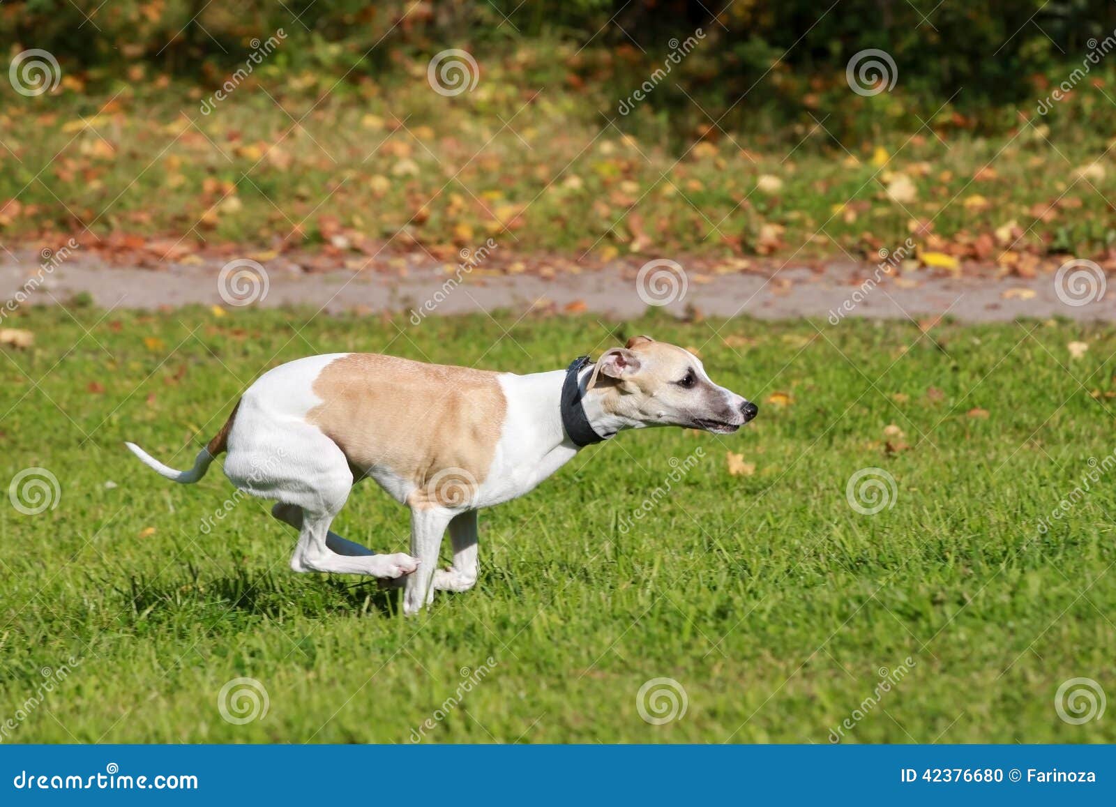 Whippet dog run in field stock photo. Image of domestic - 42376680