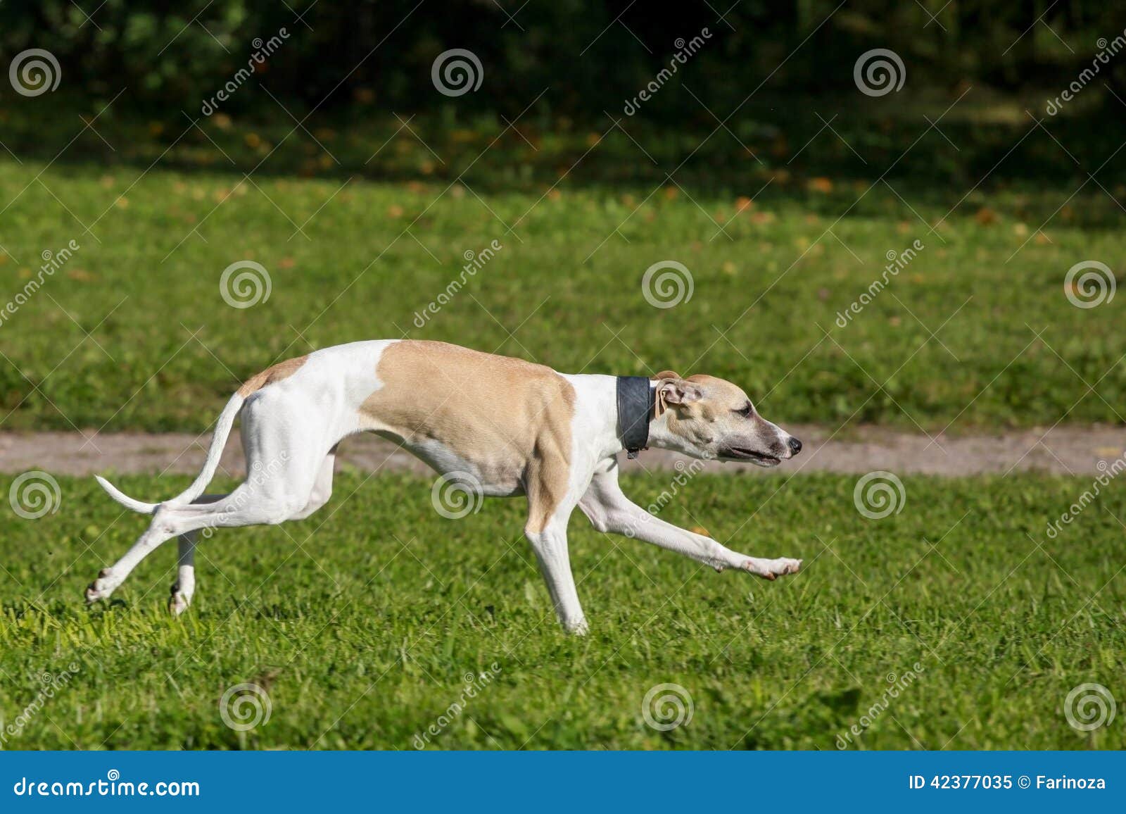 Whippet dog run in field stock image. Image of brindle - 42377035