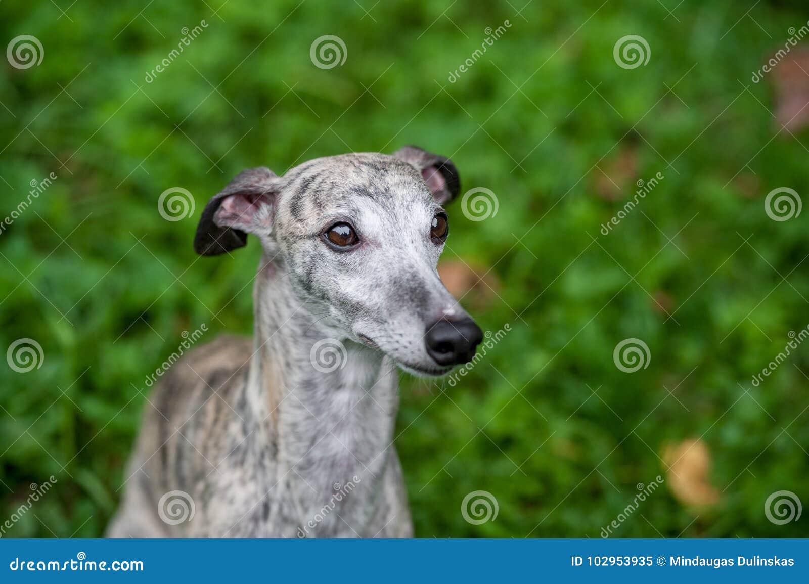 Whippet Dog Sitting on the Grass. Portrait. Stock Image - Image of ...