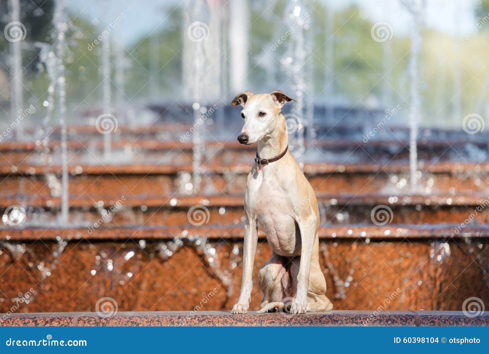 Whippet Dog Sitting Outdoors Stock Photo - Image of beautiful, nature ...