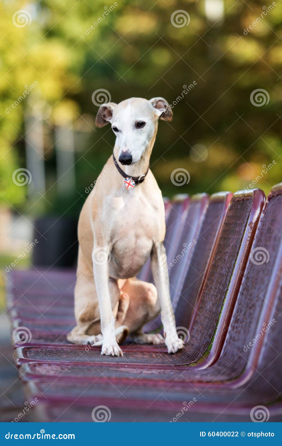 Whippet Dog Sitting Outdoors Stock Photo - Image of canine, posing ...