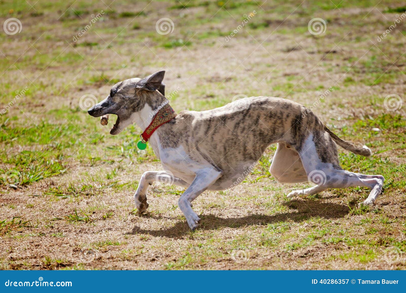 Whippet dog with stick stock image. Image of nature, canine - 40286357