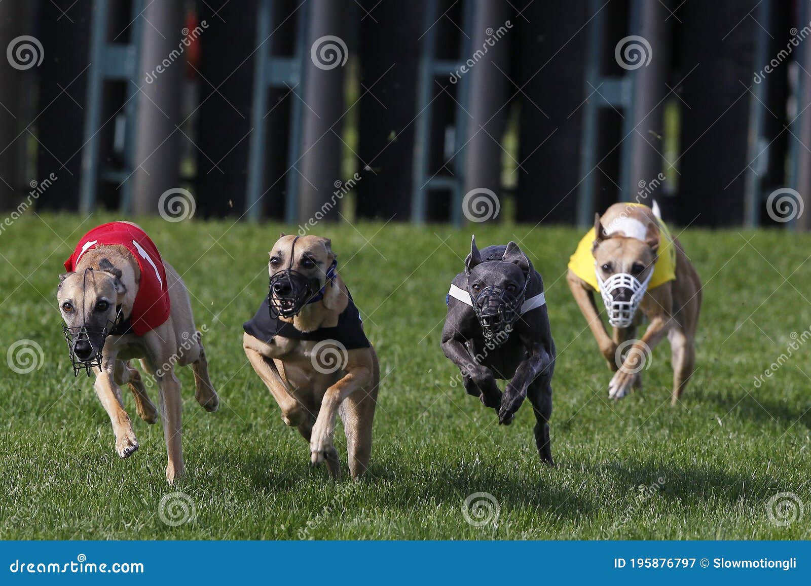 Whippet Dogs Running, Racing at Track Editorial Photography - Image of ...