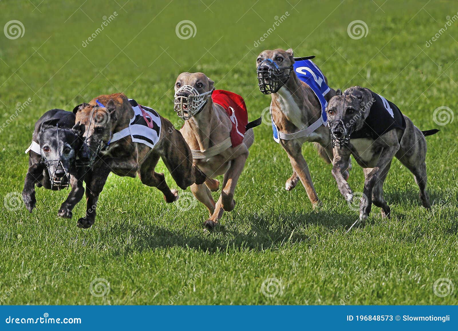 Whippet Dogs Running, Racing at Track Stock Image - Image of animals ...