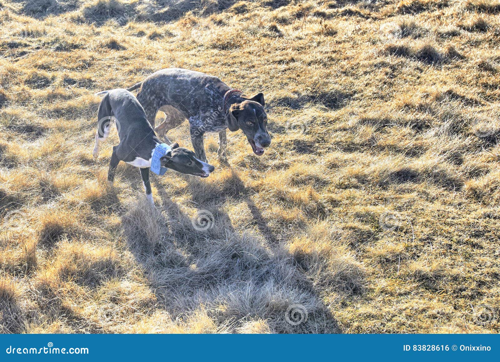 Whippet and German Pointer Playing in Autumn Stock Photo - Image of ...