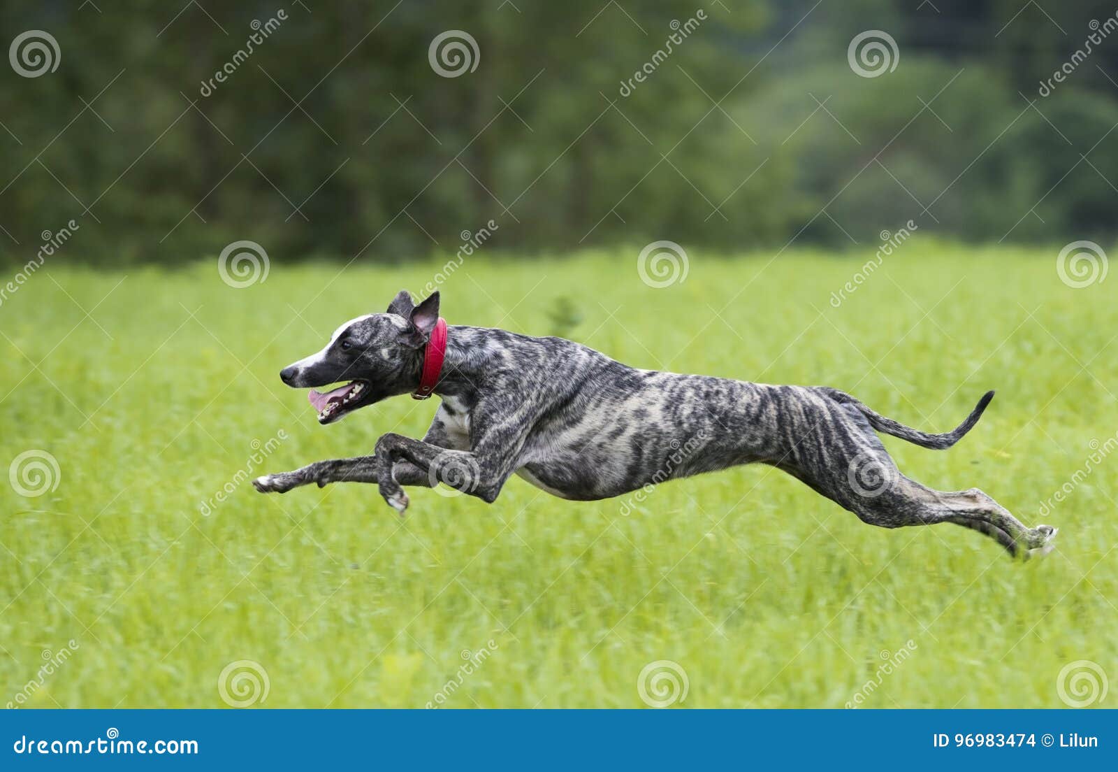 Whippet is jumping stock photo. Image of jumping, animal - 96983474