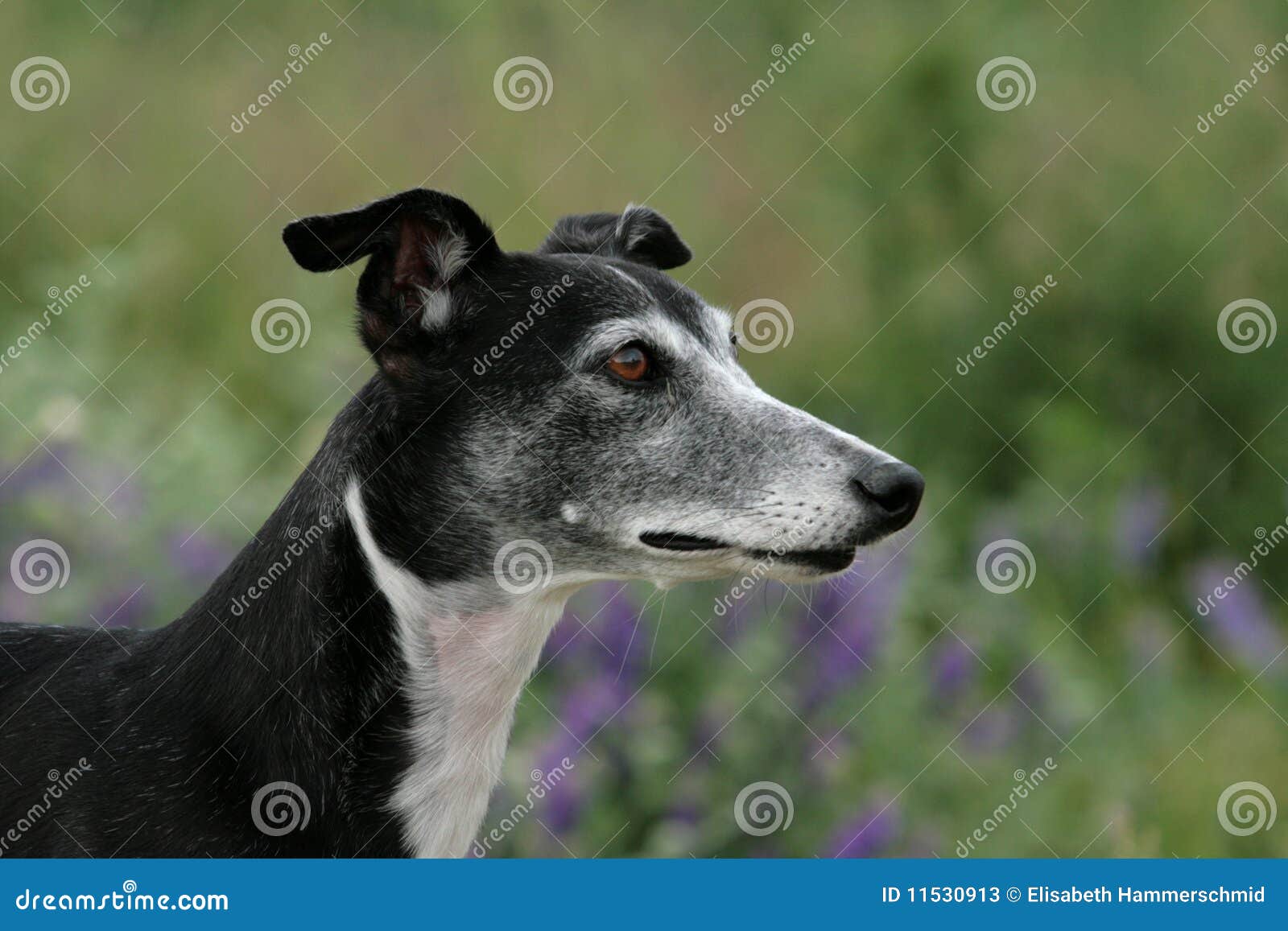 Whippet Portrait stock image. Image of cute, bred, breed - 11530913