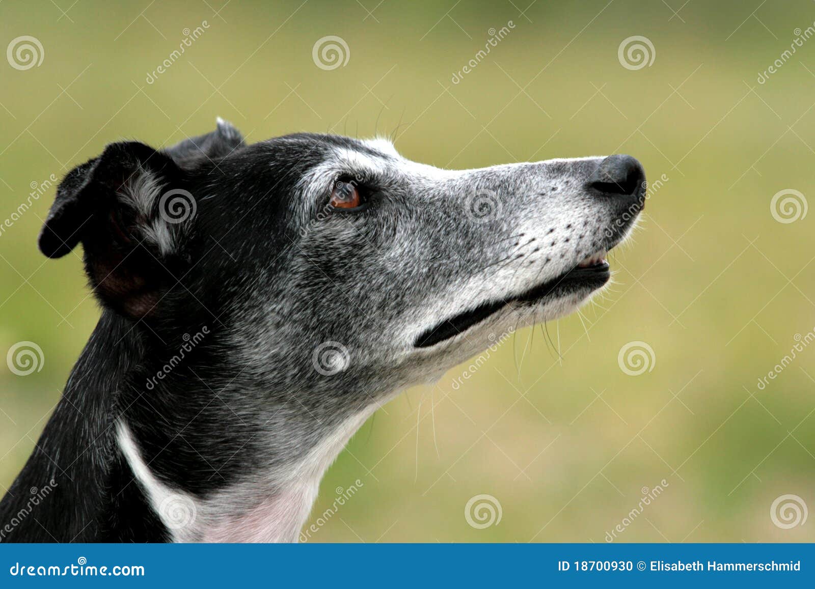 Whippet Portrait stock photo. Image of expressions, animal - 18700930
