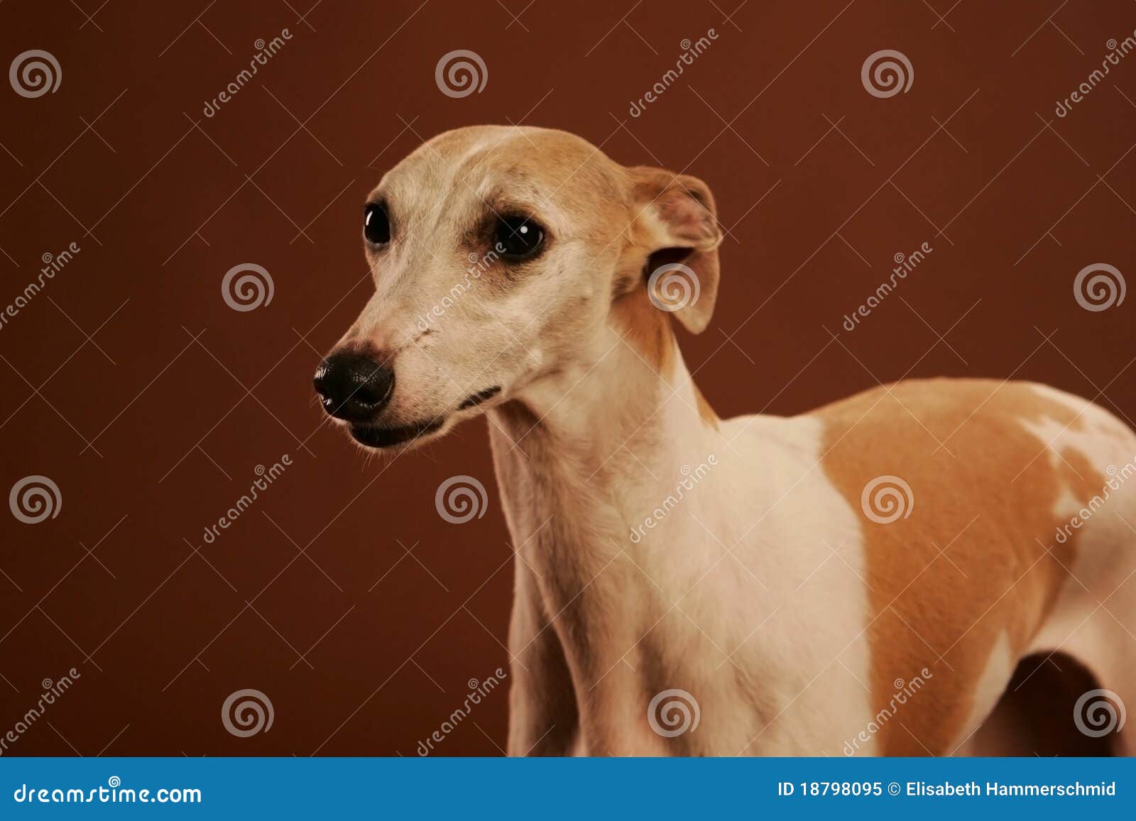 Whippet Portrait stock image. Image of domestic, canines - 18798095