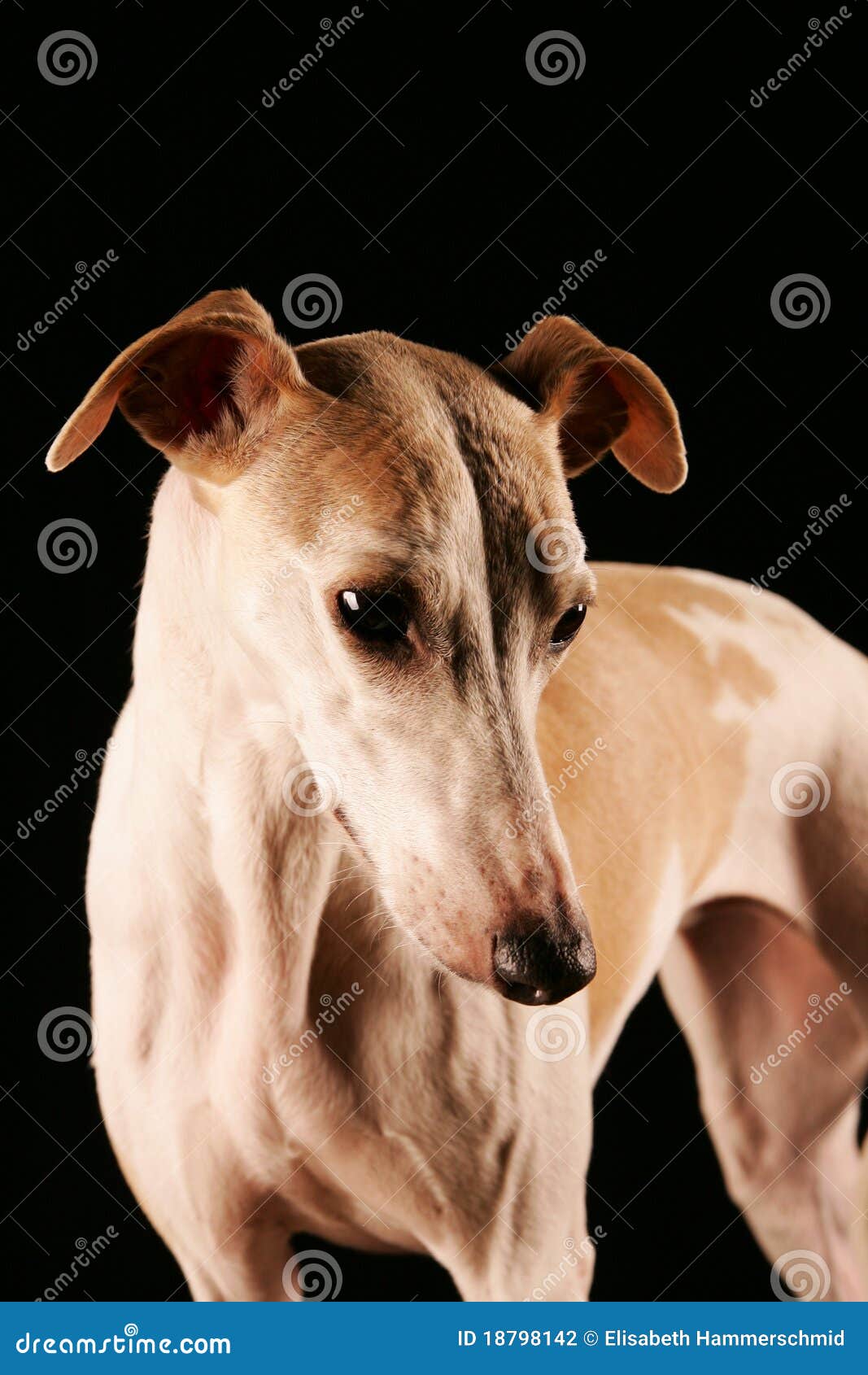 Whippet Portrait stock photo. Image of expression, cute - 18798142