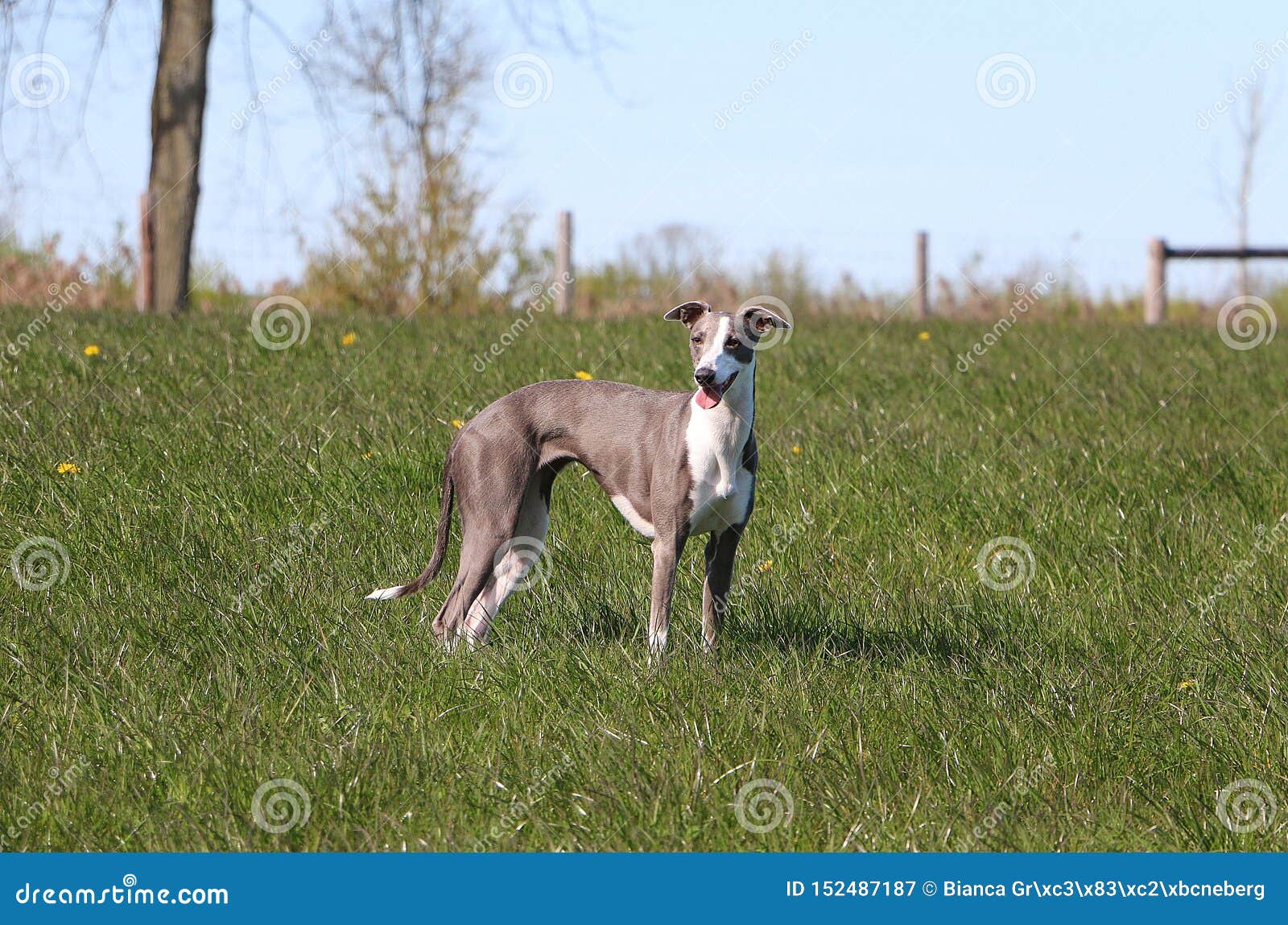 Beautiful Whippet is Standing in the Park Stock Image - Image of garden ...