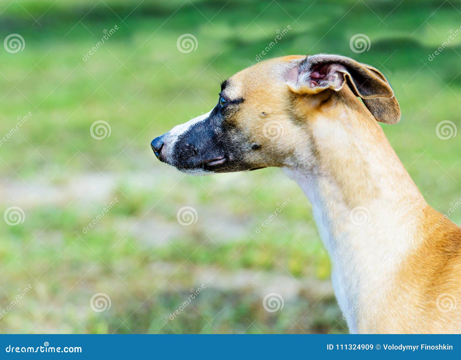 Whippet portrait. stock image. Image of double, canine - 111324909