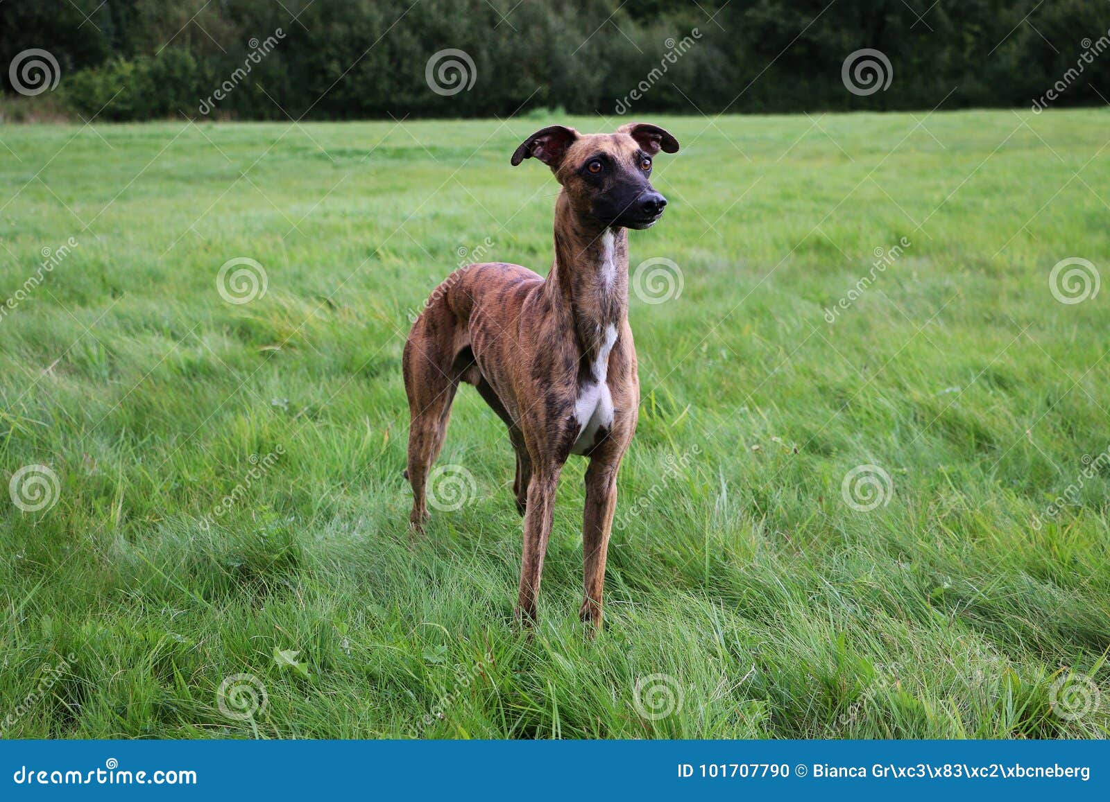 Whippet Portrait stock photo. Image of nature, lying - 101707790