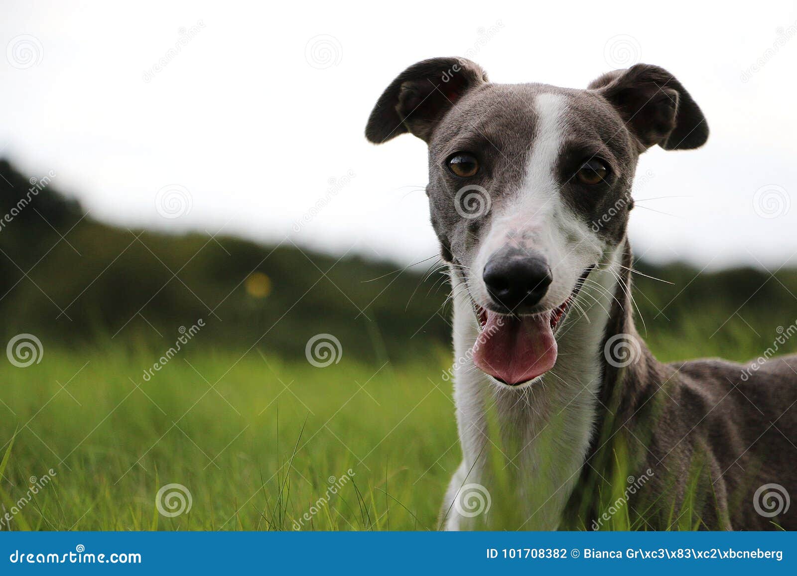 Whippet Portrait stock photo. Image of isolated, blue - 101708382