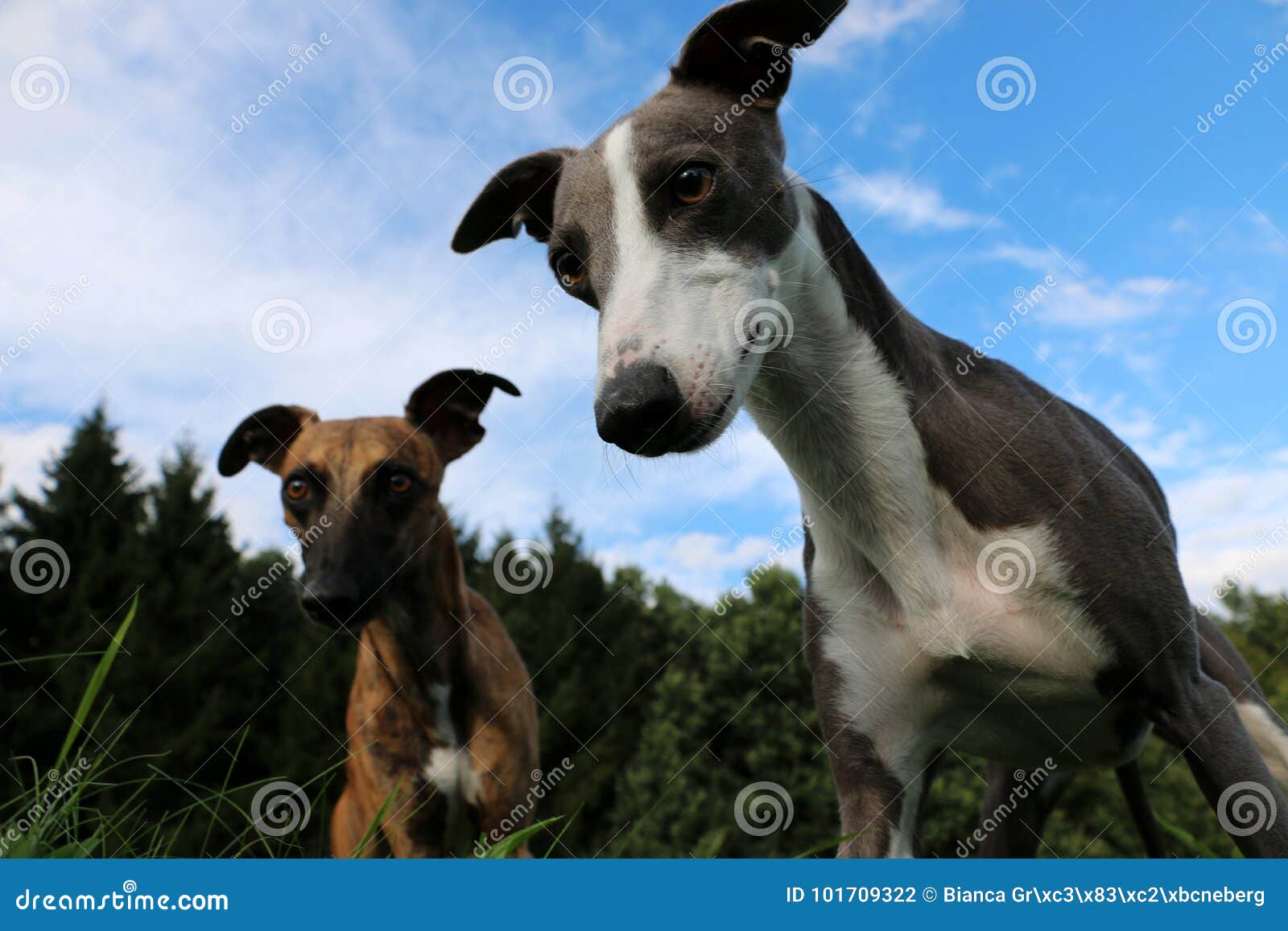 Whippet Portrait stock photo. Image of mammal, cute - 101709322