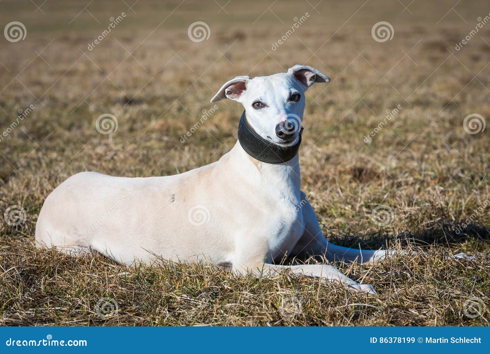 Whippet portrait stock image. Image of canine, health - 86378199