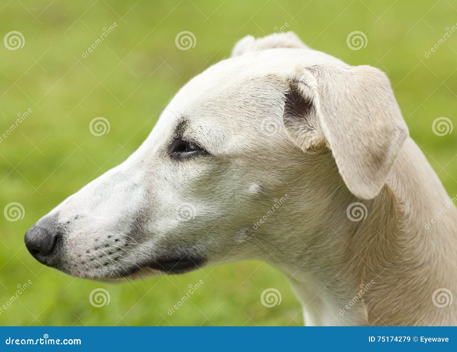 Whippet profile portrait stock image. Image of purebred - 75174279