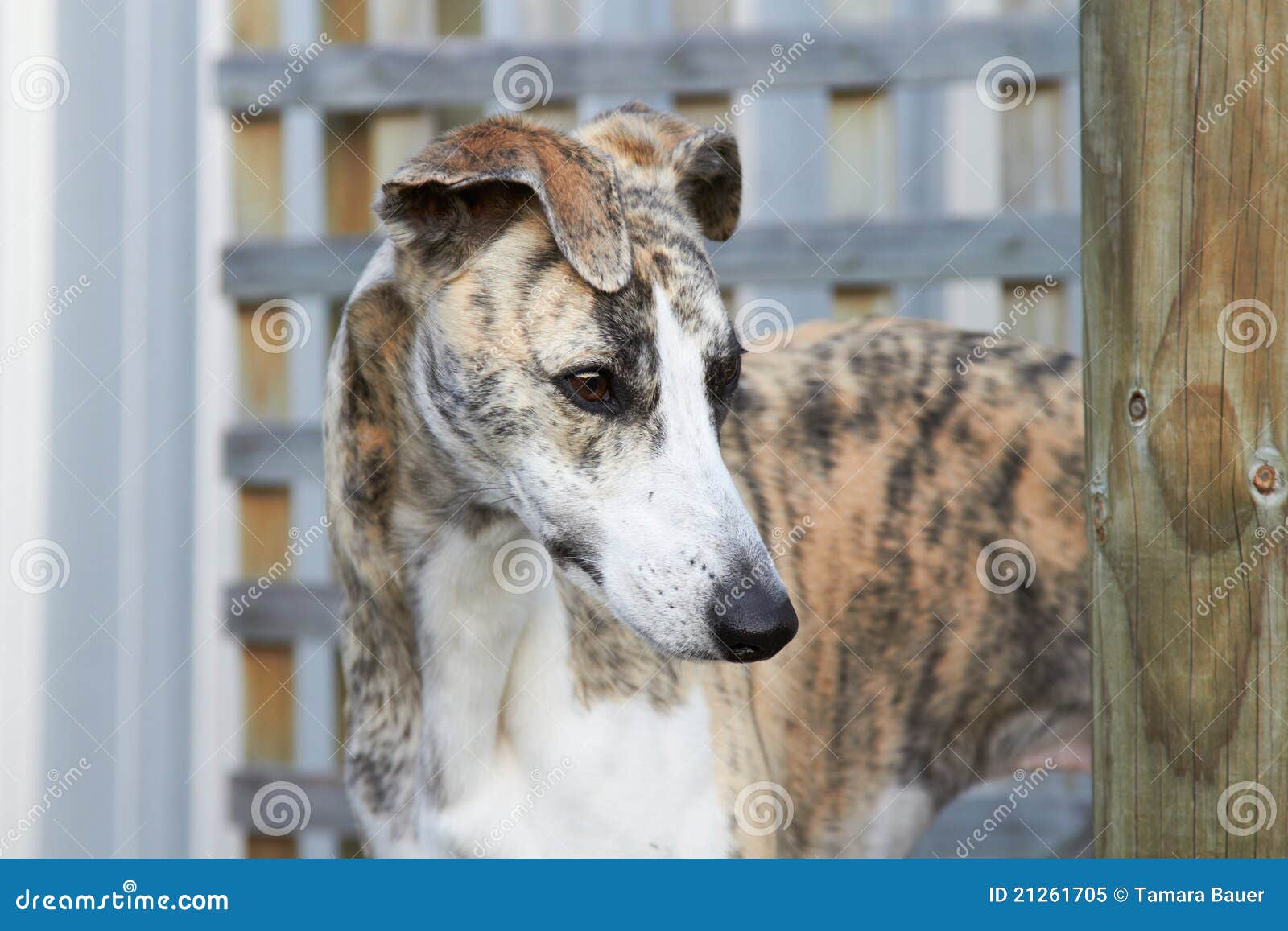 Whippet pup stock image. Image of brindle, cute, face - 21261705