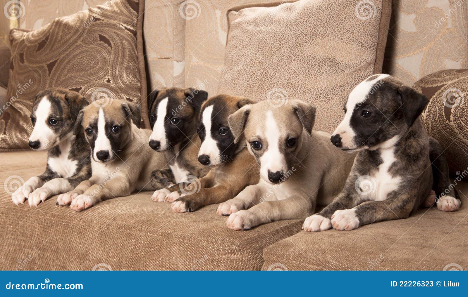 Whippet puppies stock image. Image of breed, young, doggy - 22226323