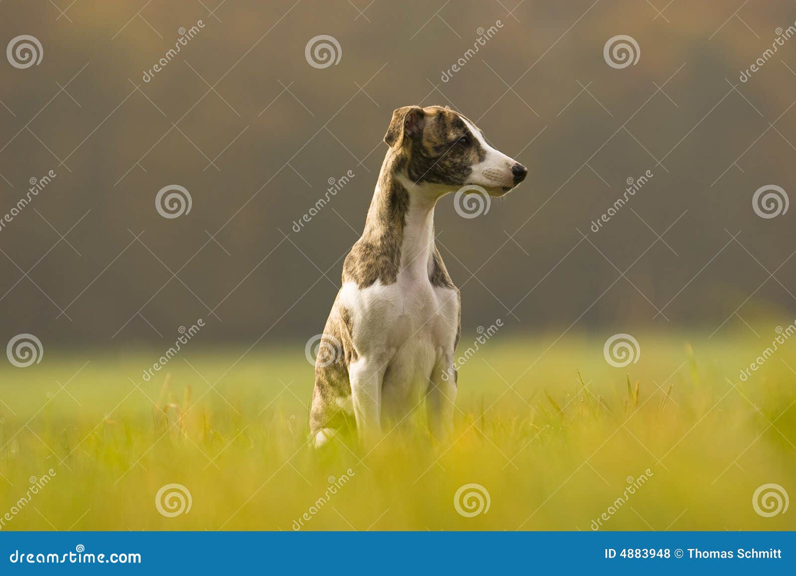 Whippet puppy stock photo. Image of beauty, loyal, mammal - 4883948