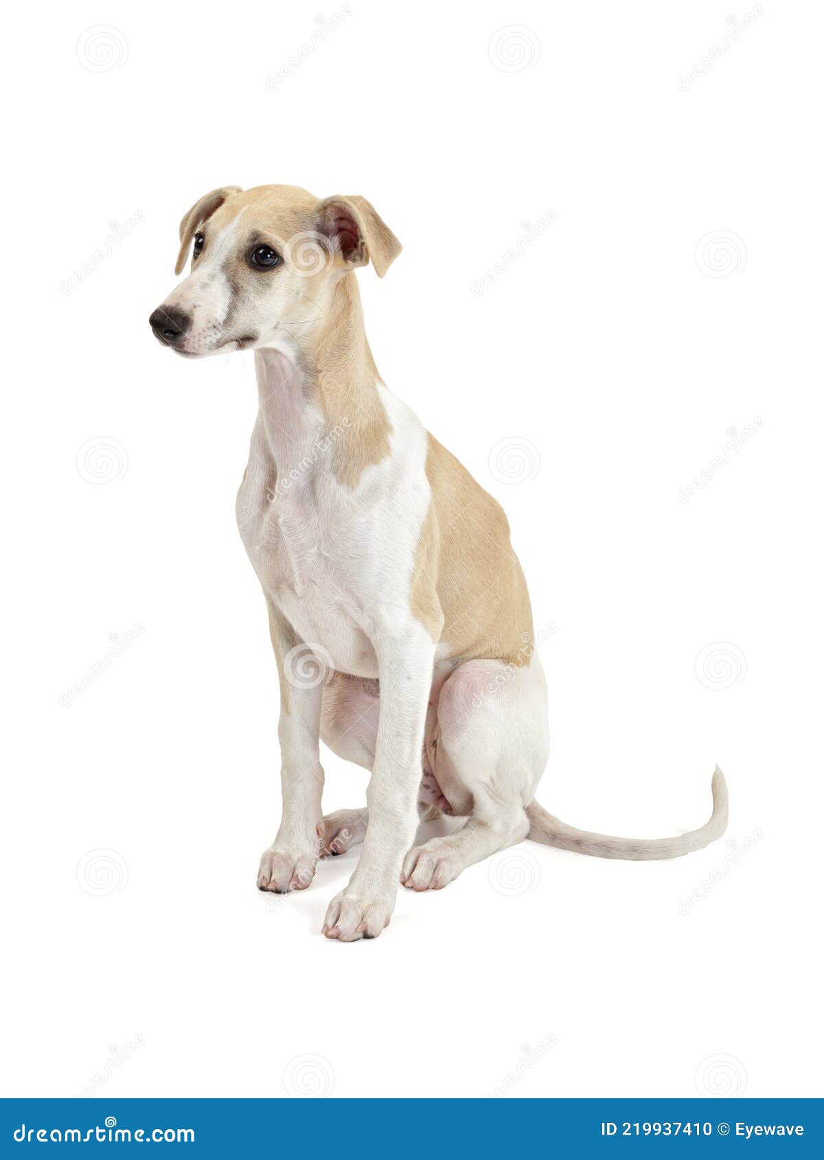 Whippet Puppy Studio Shot on White Background Stock Photo - Image of ...