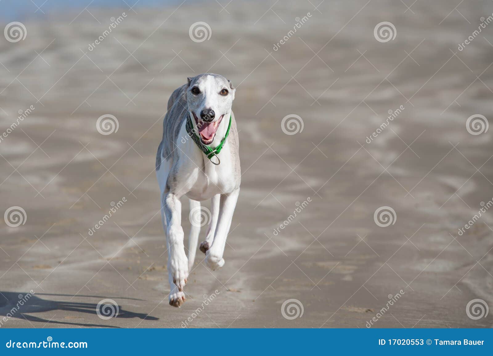 Whippet Running Along Beach Stock Image - Image of water, shore: 17020553