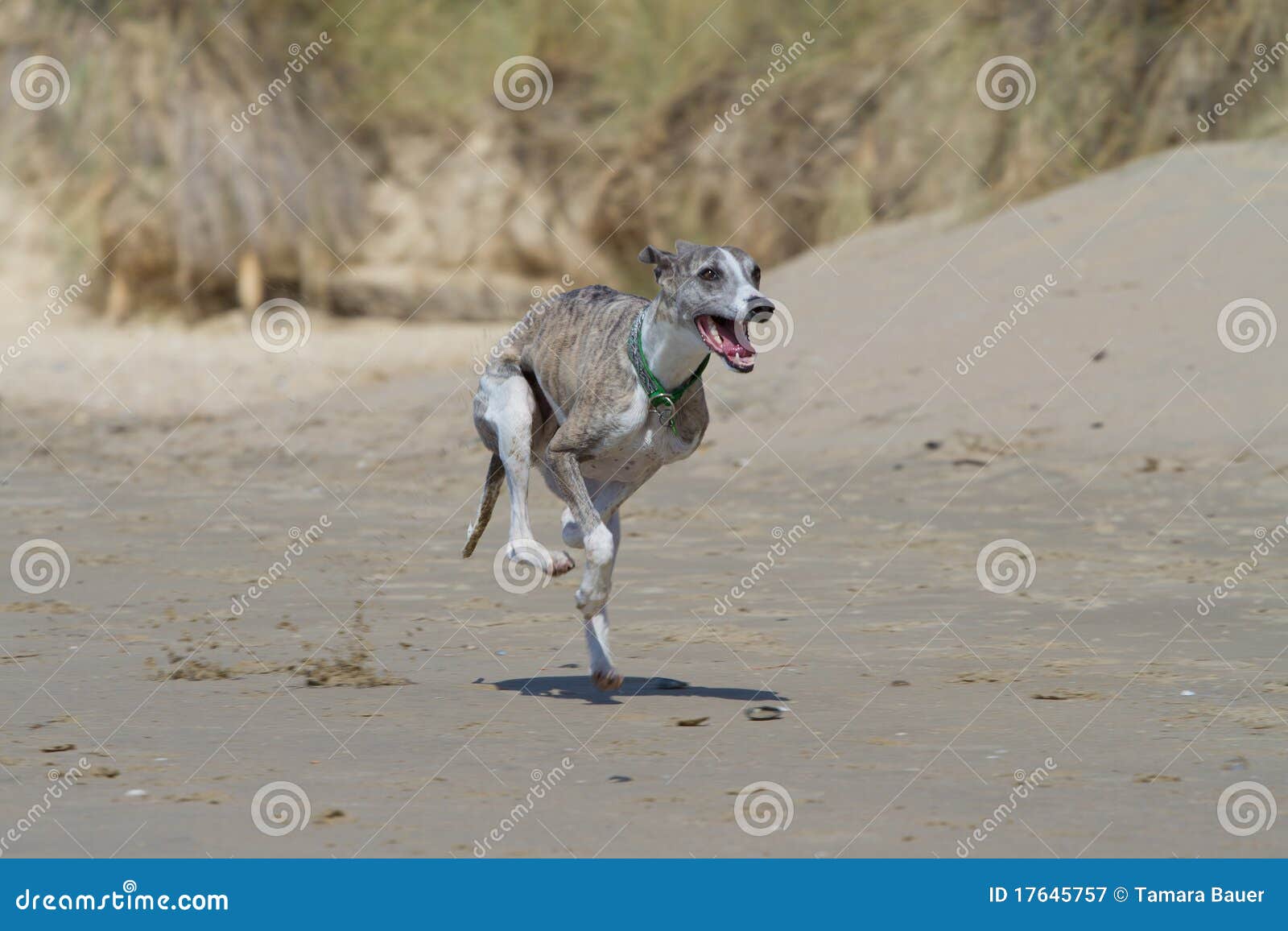Whippet Running Along Beach Shore Stock Image - Image of outdoors ...