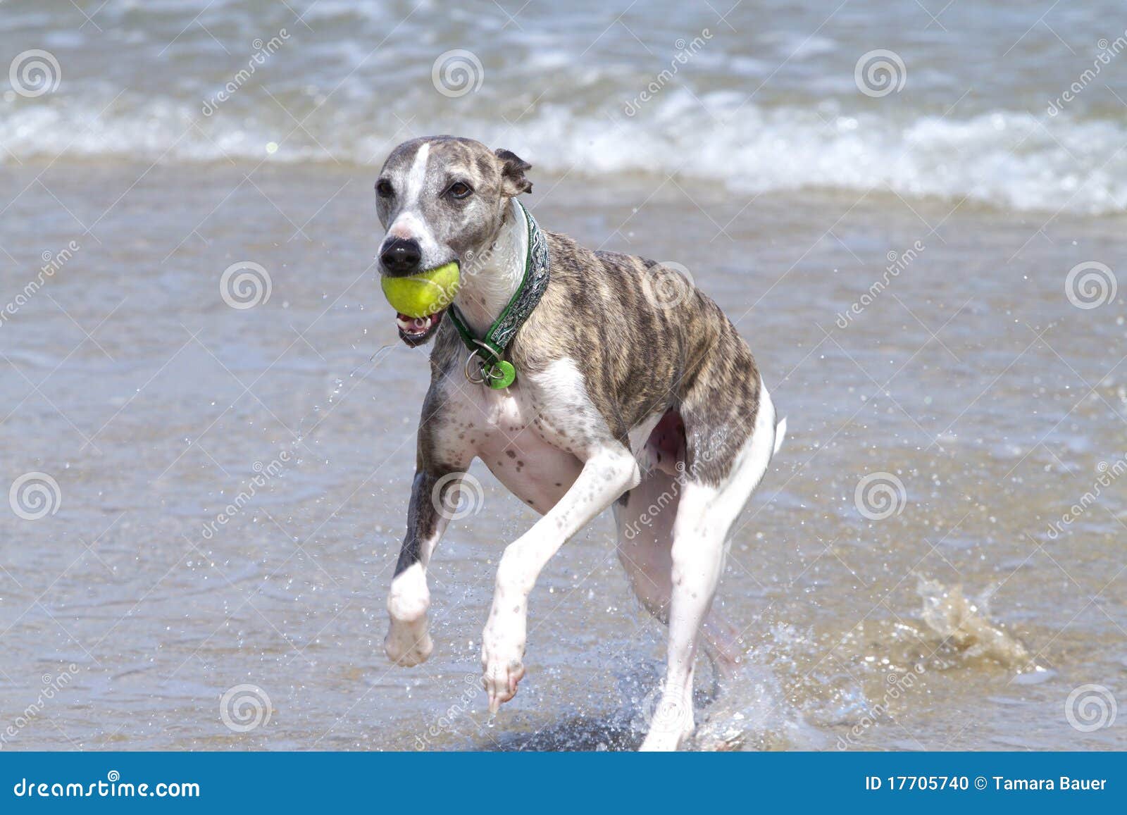 Whippet running with ball stock photo. Image of outside - 17705740