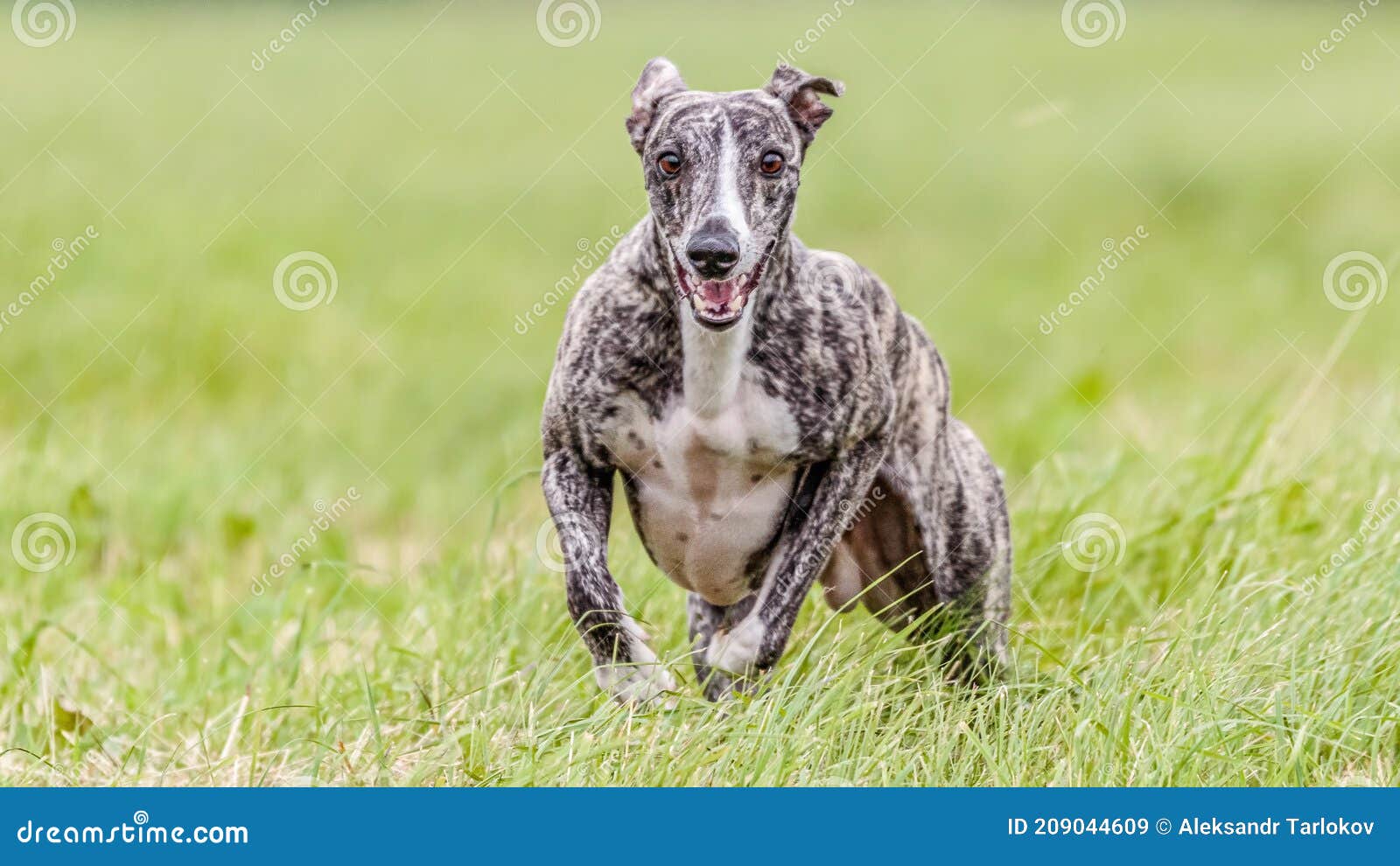 Whippet Running in the Field on Lure Coursing Competition Stock Image ...