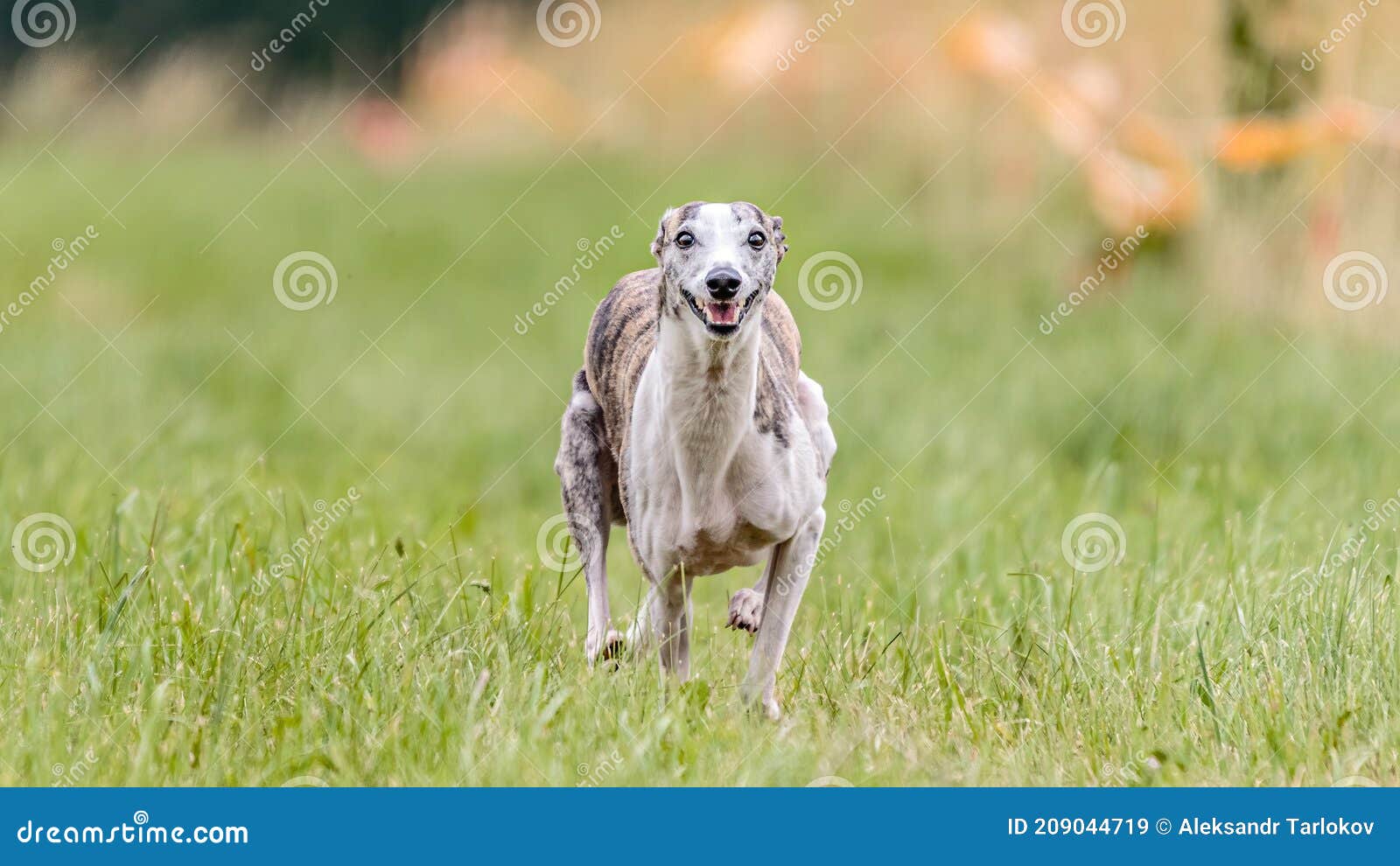 Whippet Running in the Field on Lure Coursing Competition Stock Image ...