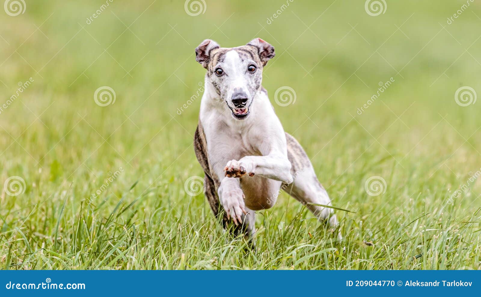 Whippet Running in the Field on Lure Coursing Competition Stock Photo ...