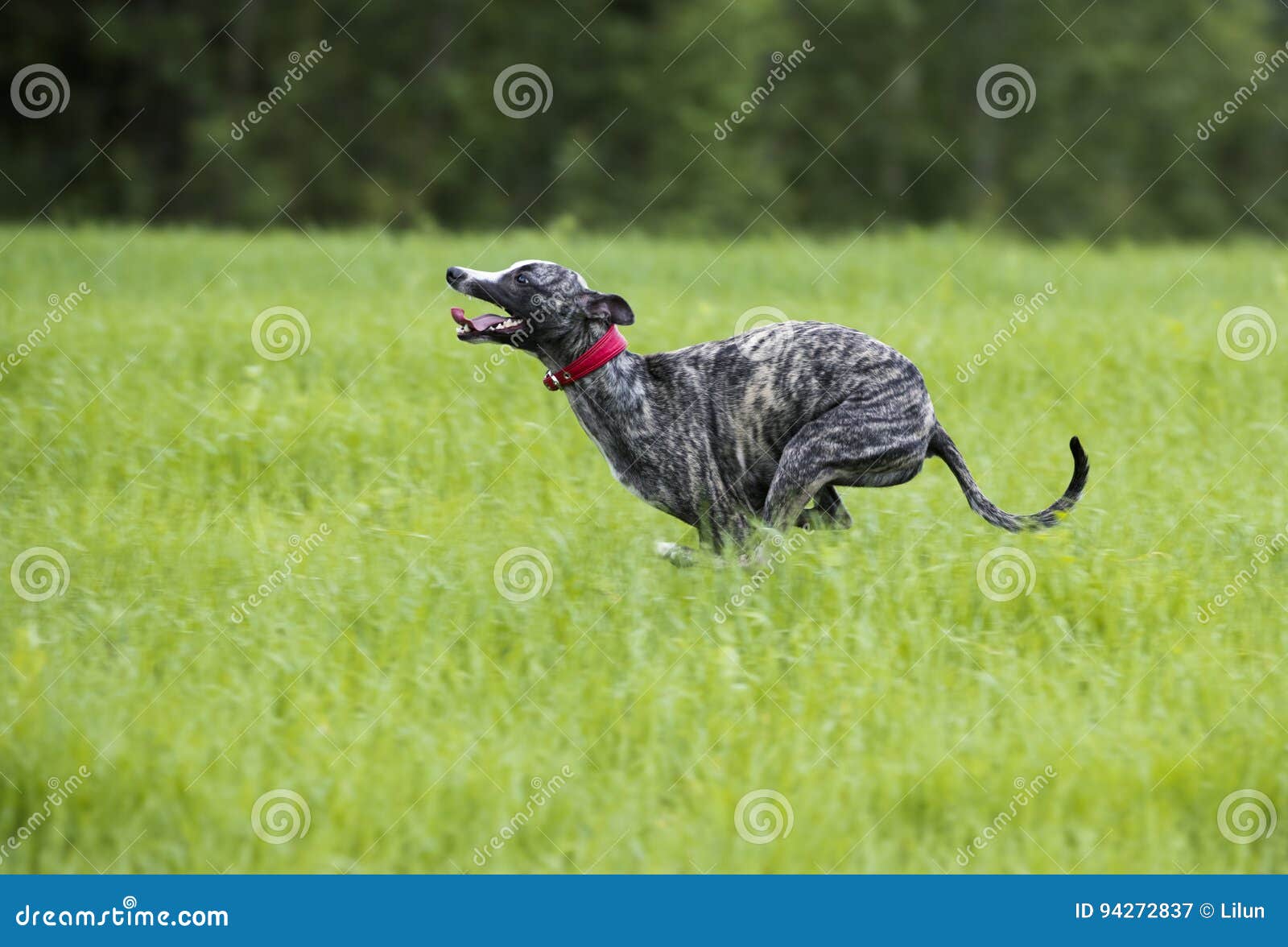 Whippet is running stock image. Image of health, brindle - 94272837
