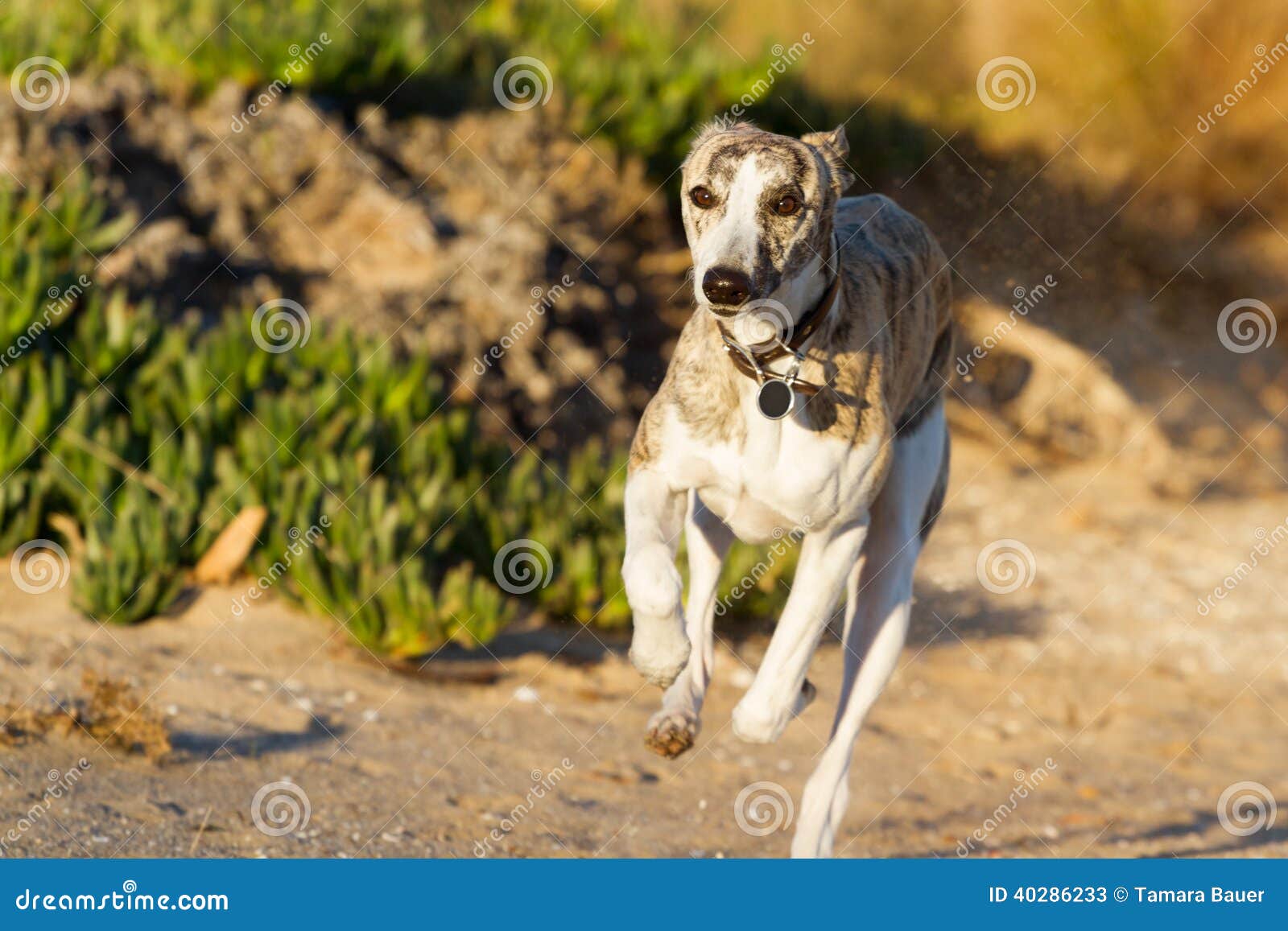 Whippet running stock image. Image of canine, outdoor - 40286233
