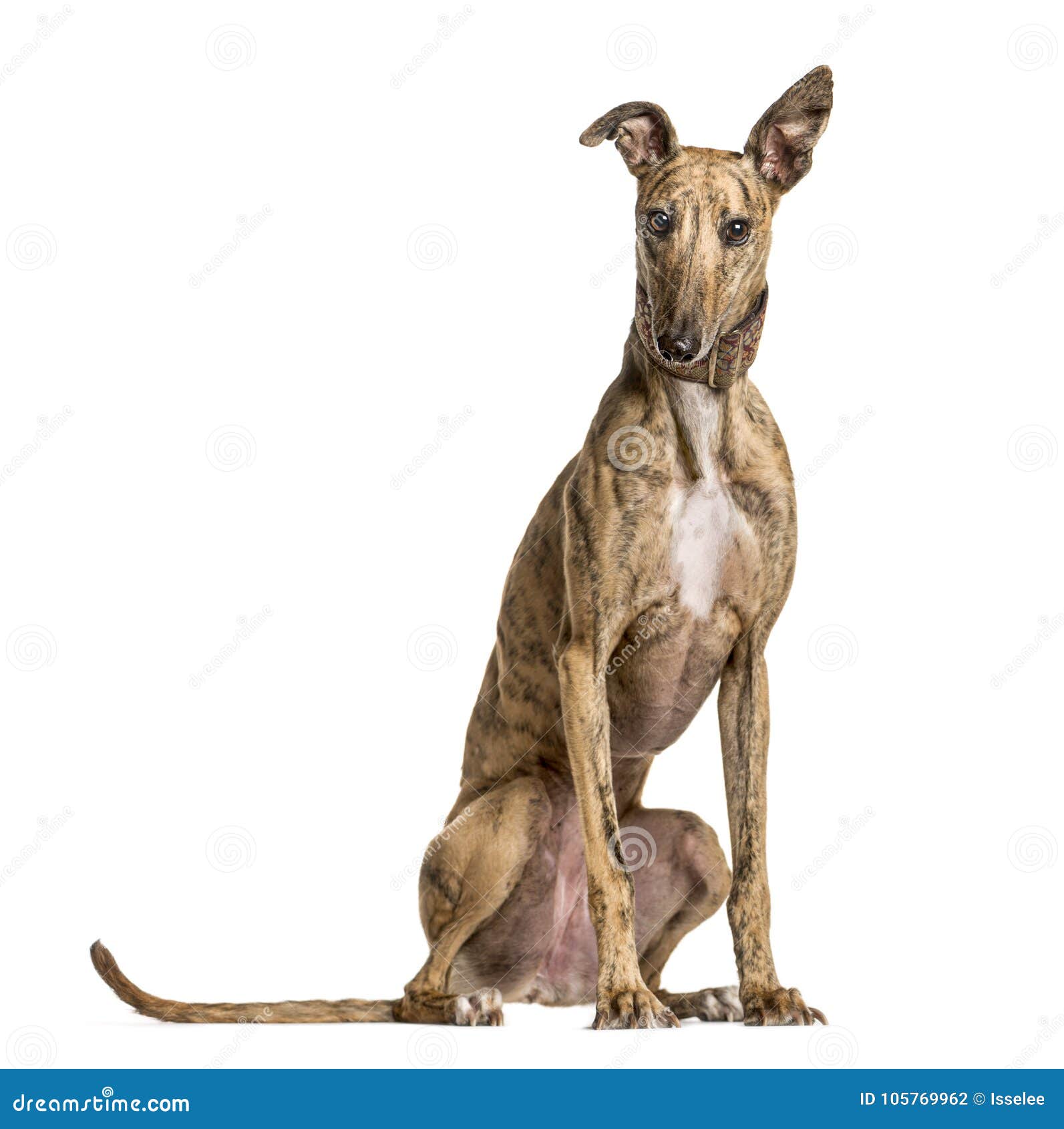 Whippet Sitting and Looking at the Camera, Isolated Stock Photo - Image ...