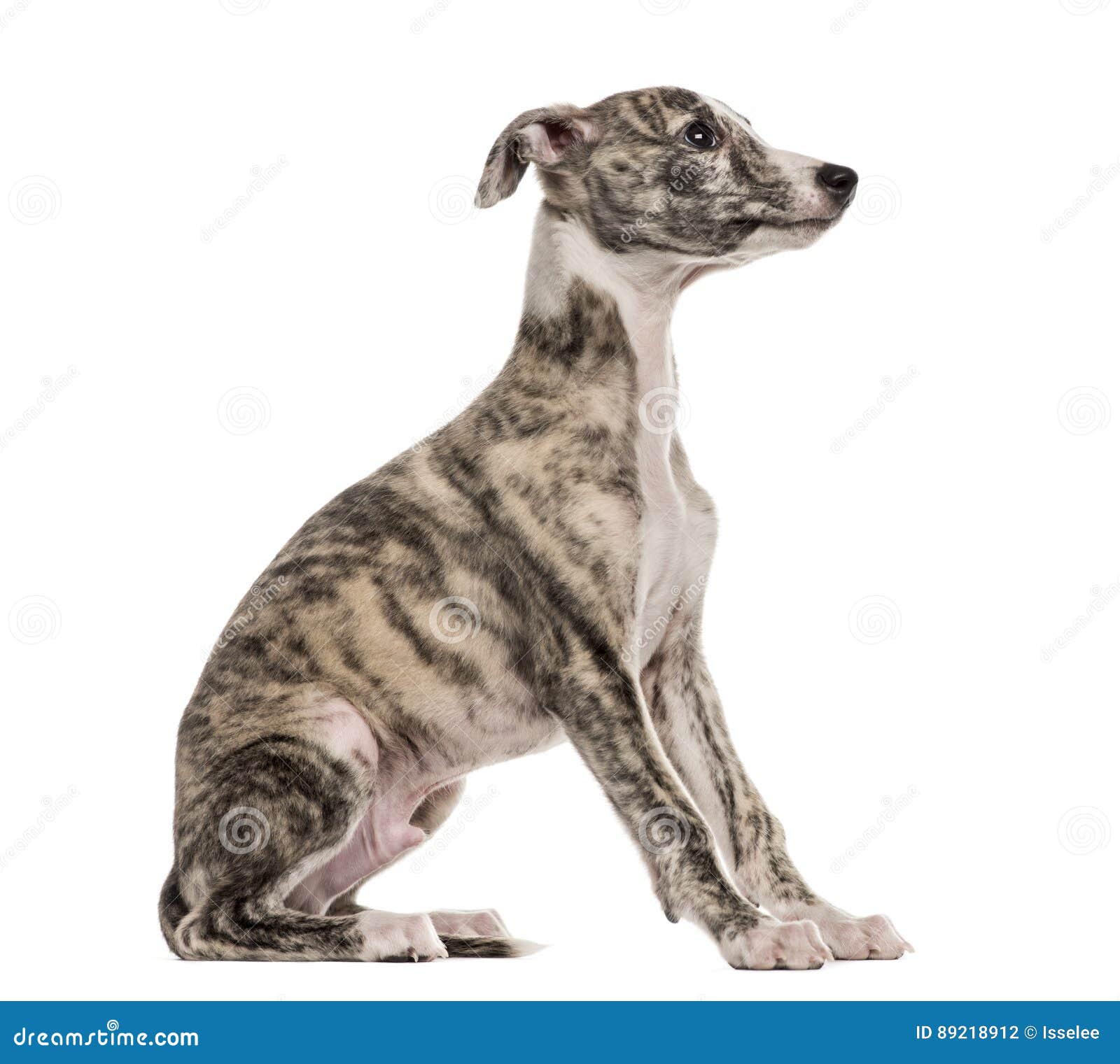 Whippet Sitting, 2,5 Months, Isolated Stock Photo - Image of mammal ...