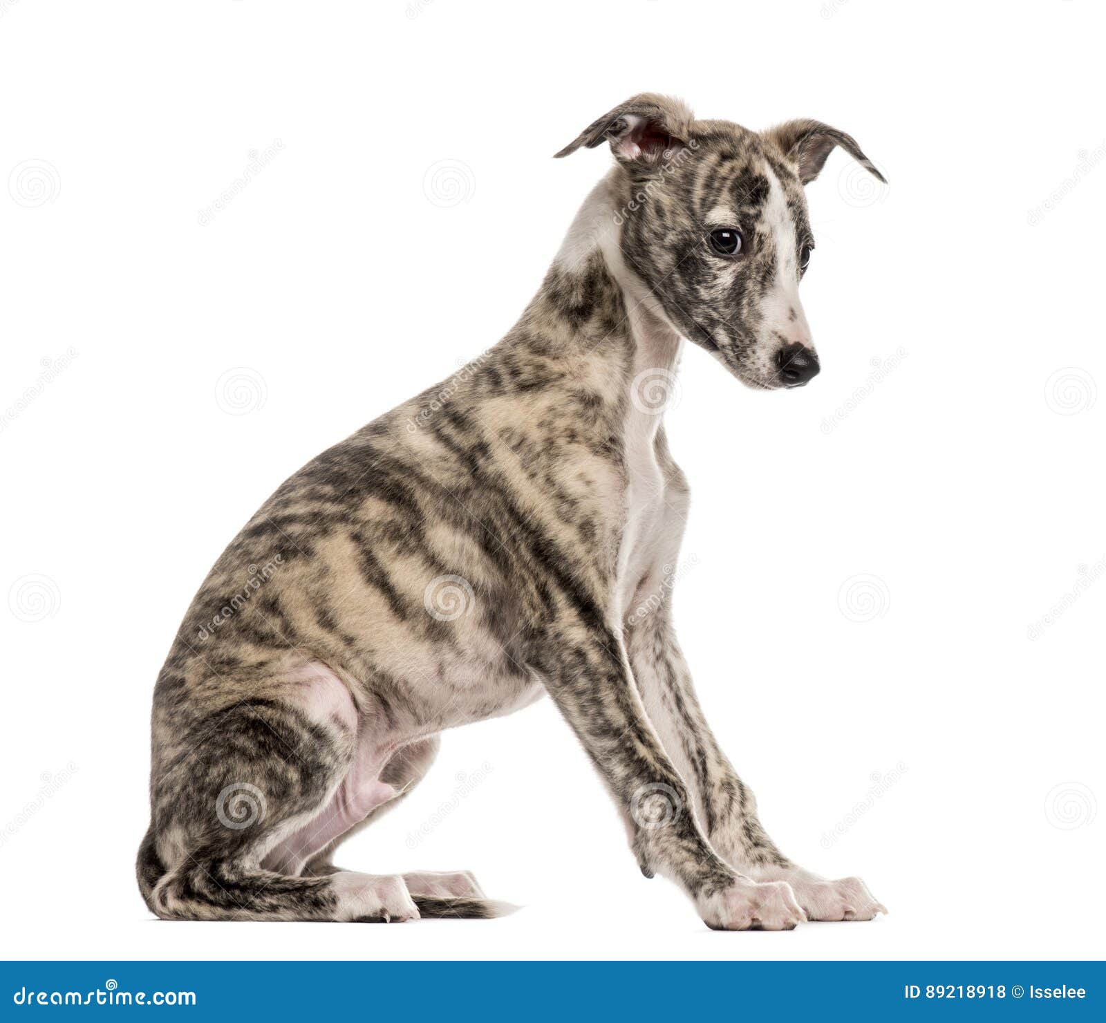 Whippet Sitting, 2,5 Months, Isolated Stock Photo - Image of animal ...