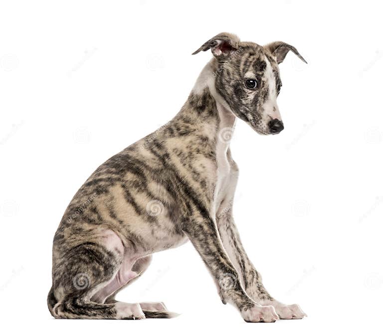 Whippet Sitting, 2,5 Months, Isolated Stock Photo - Image of animal ...