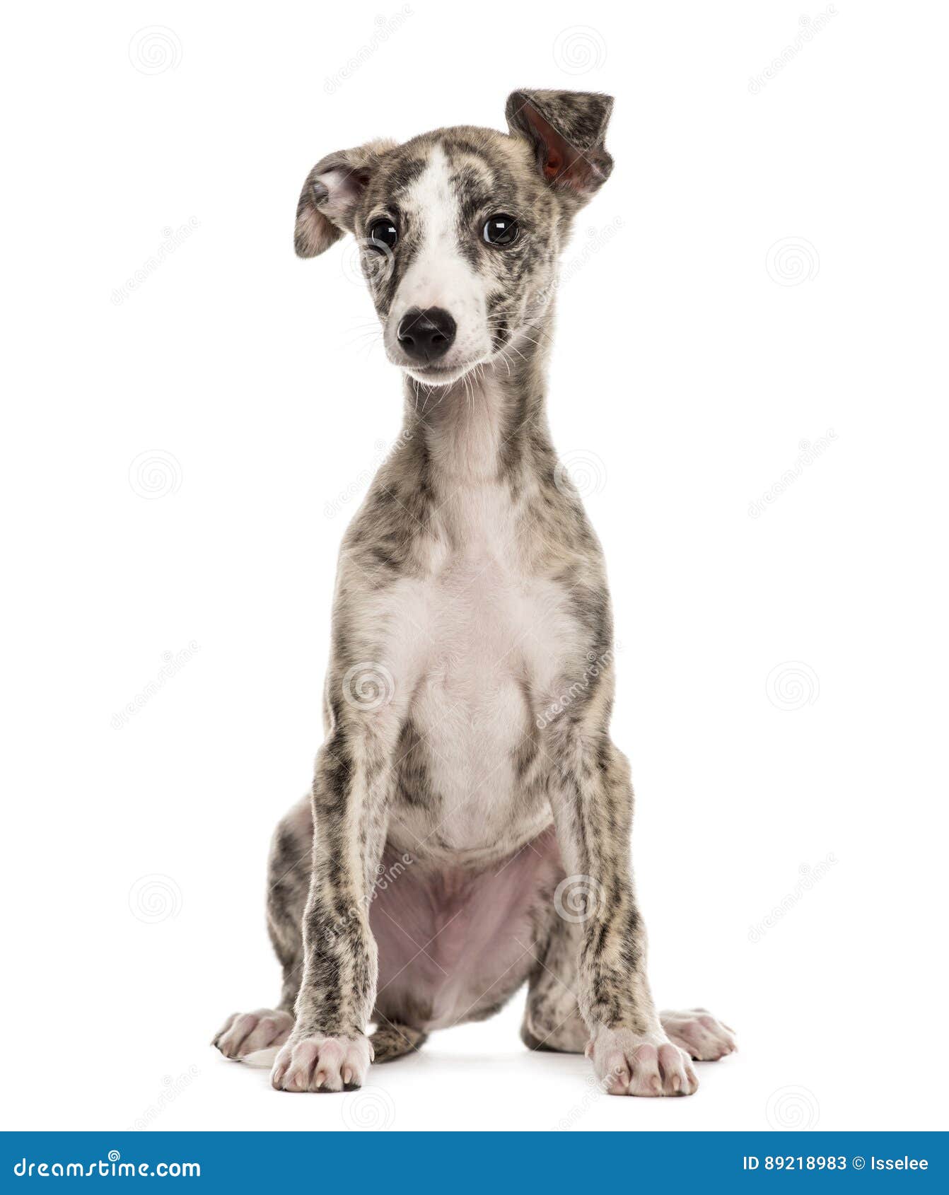 Whippet Sitting, 2,5 Months, Isolated Stock Image - Image of white ...