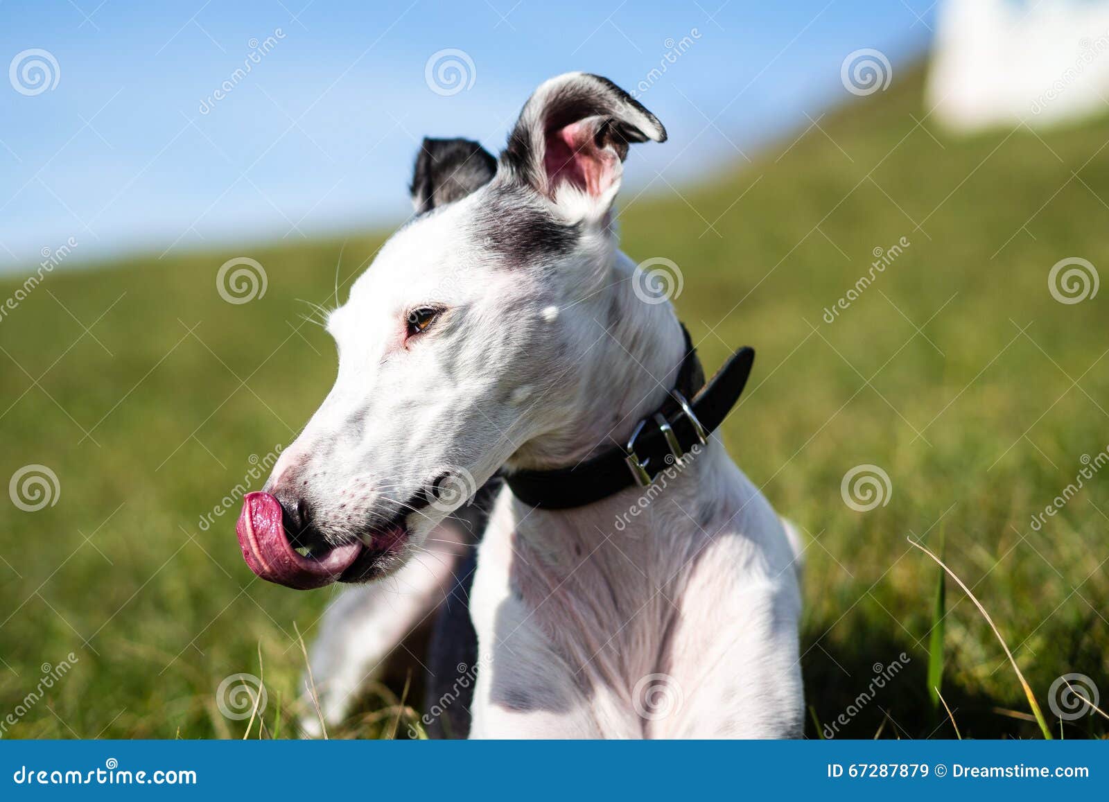 Whippet smacking stock image. Image of whippet, greyhound - 67287879